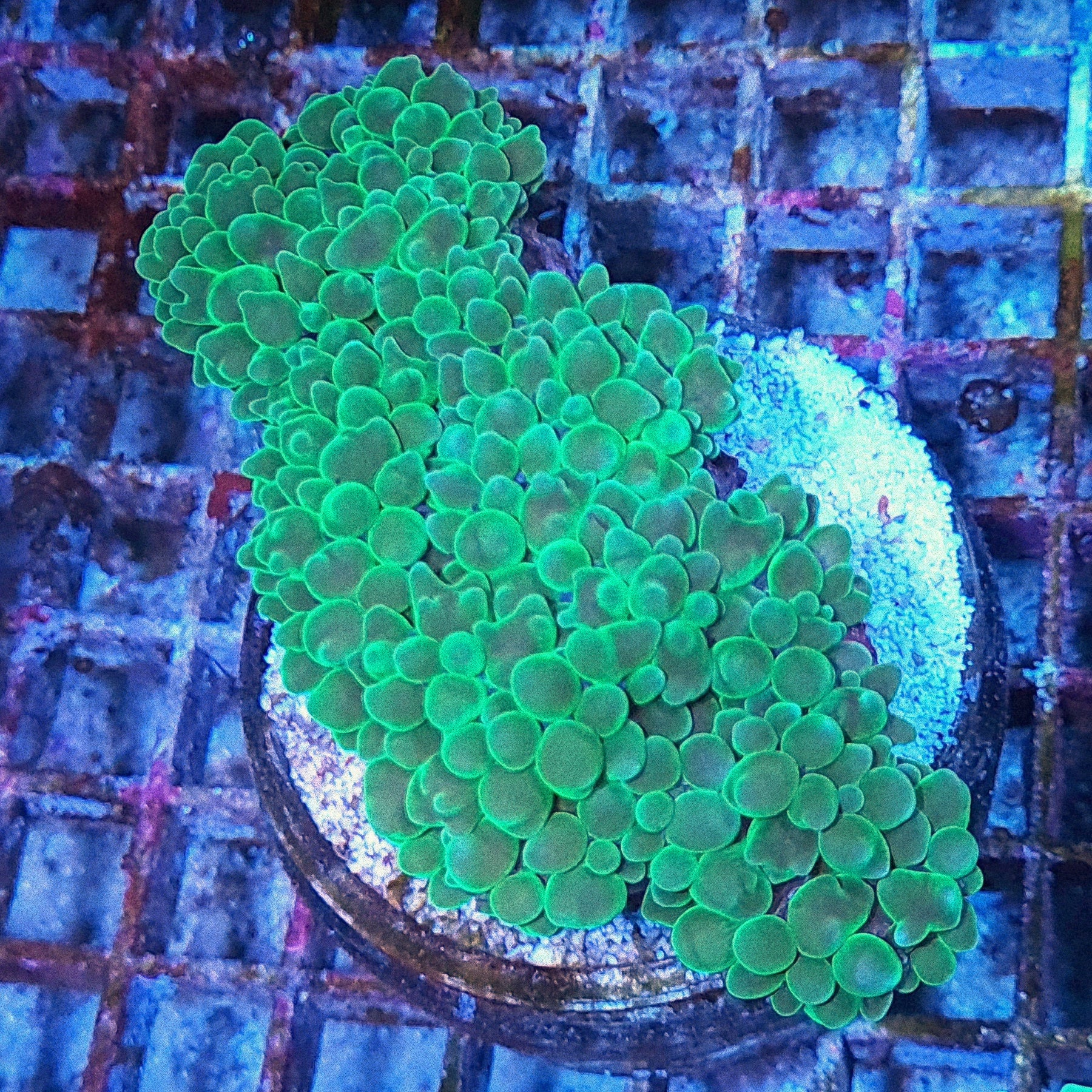 Green Bubble Coral (Plerogyra sp.) LPS – Essex Marine Aquatics