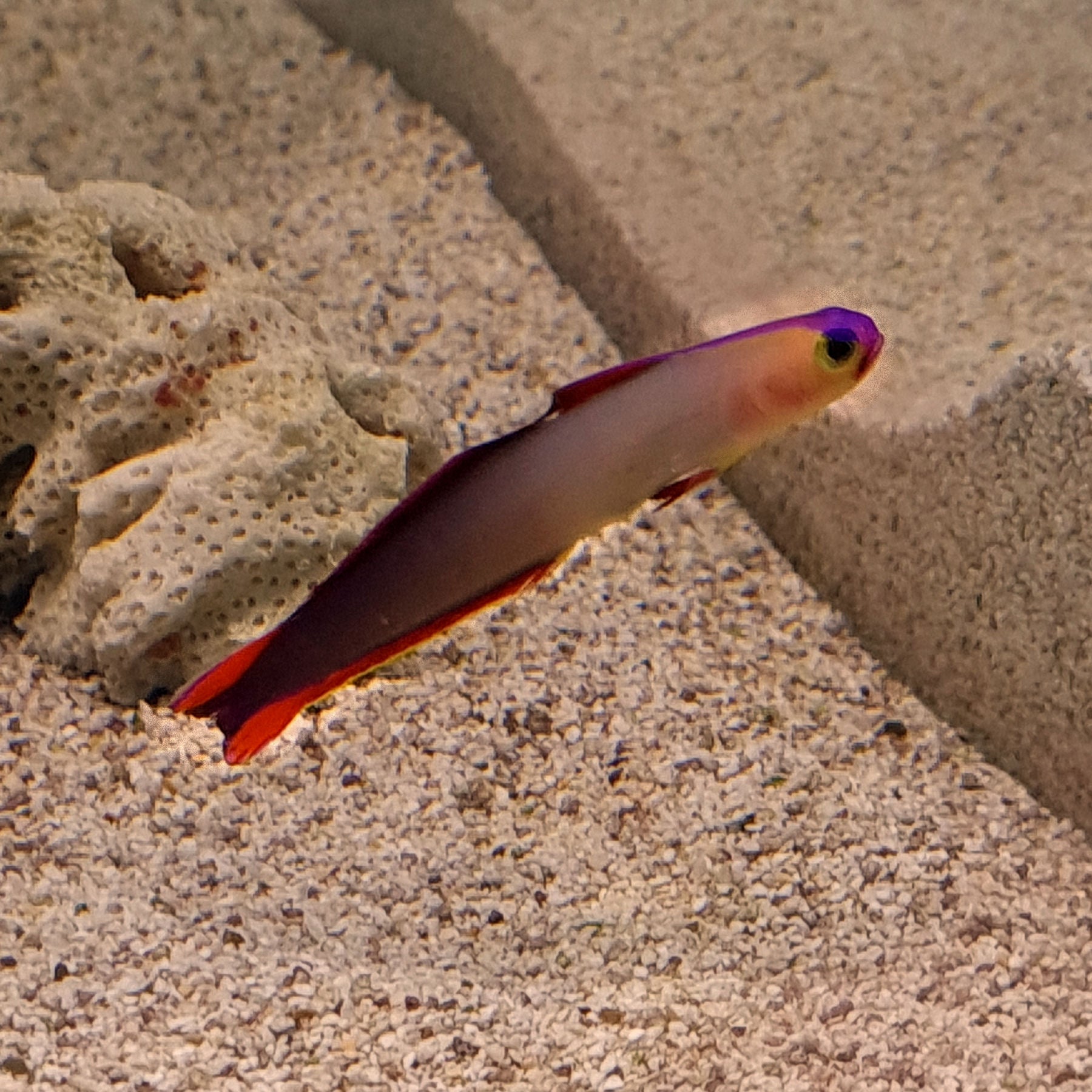 Purple Firefish (Nemateleotris decora) Marine Fish – Essex Marine Aquatics