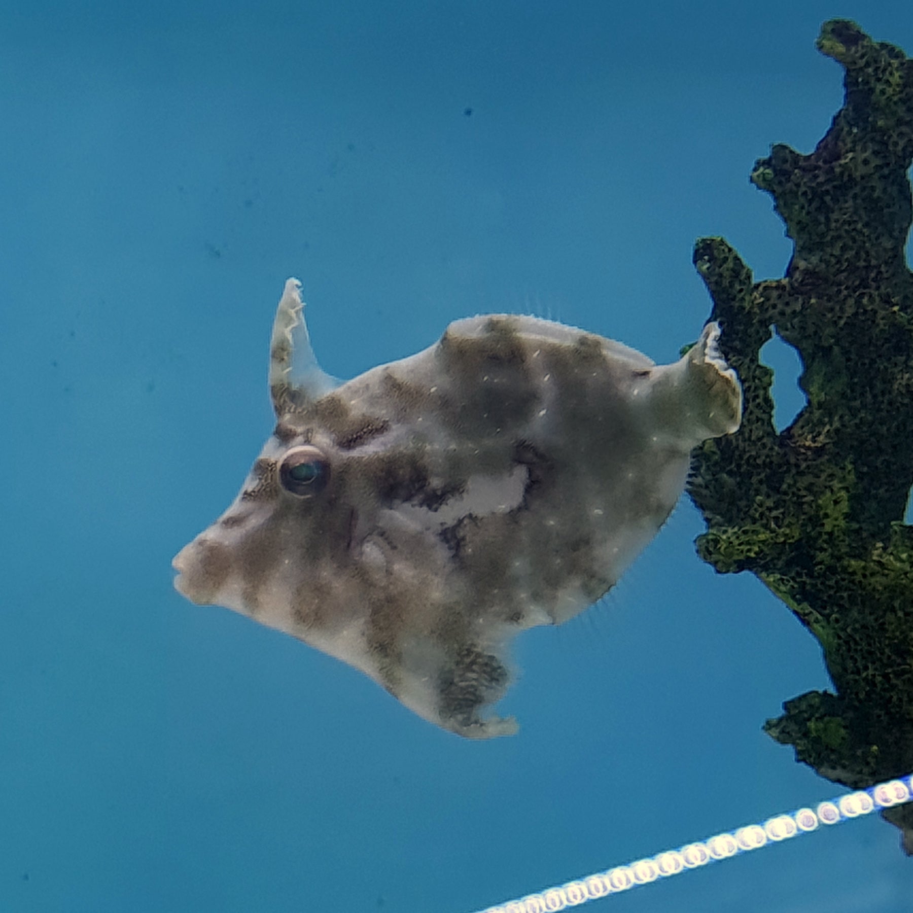 Aiptasia Eating Filefish (Acreichthys tomentosus) Marine Fish – Essex ...