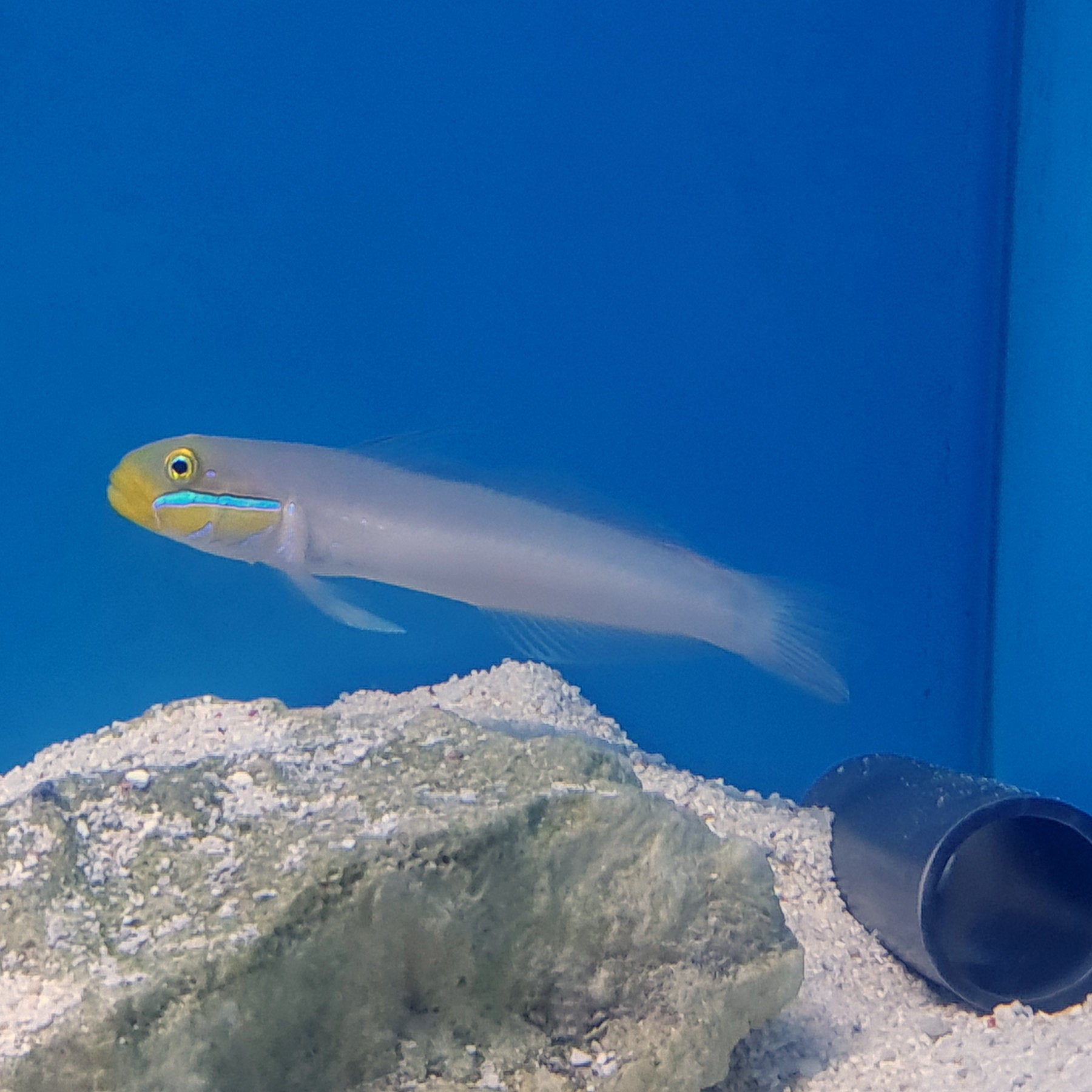 Blue Cheek Goby (Valenciennea strigata) Marine Fish – Essex Marine Aquatics