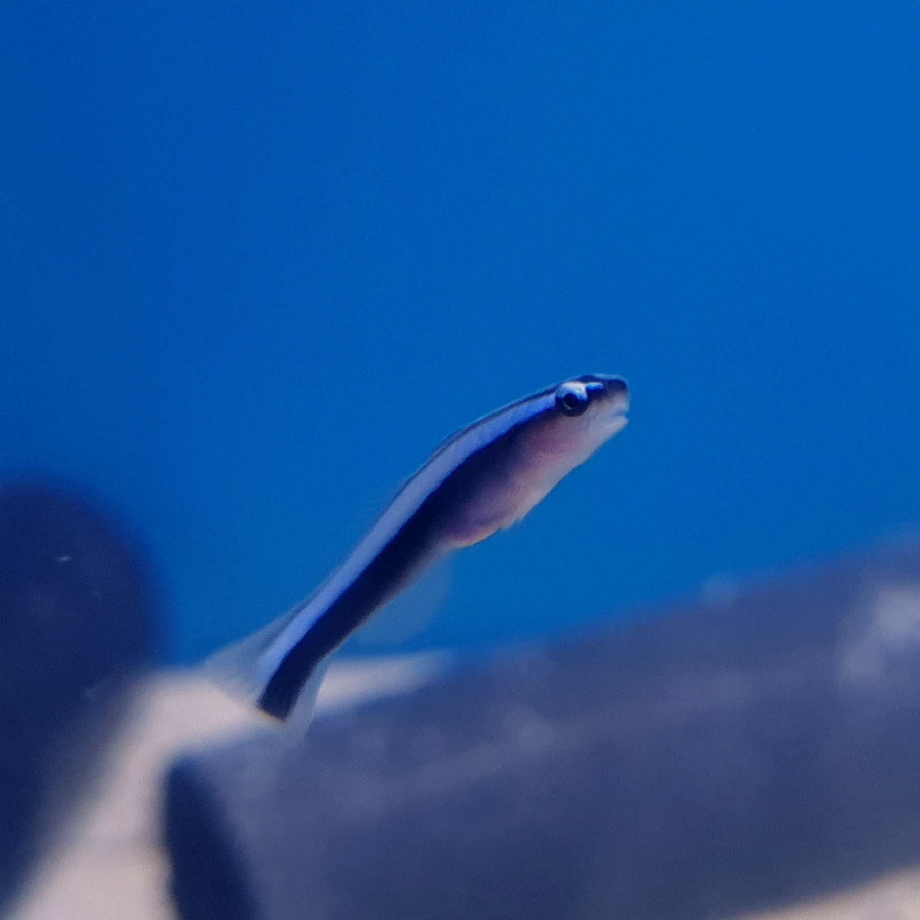 Blue Neon Goby (Elacatinus oceanops) Nano Marine Fish – Essex Marine ...