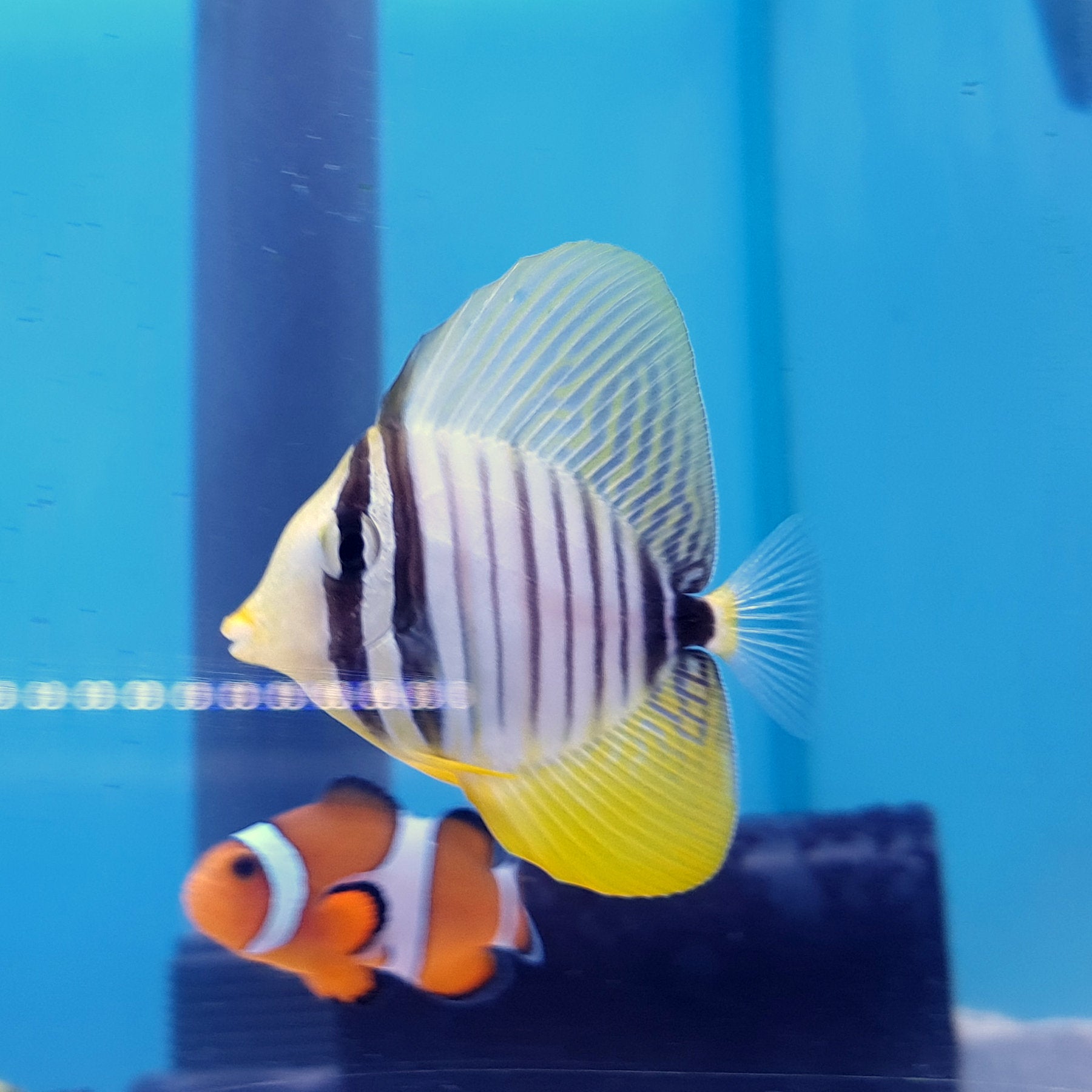 Pacific Sailfin Tang (Zebrasoma velifer) Marine Fish – Essex Marine ...