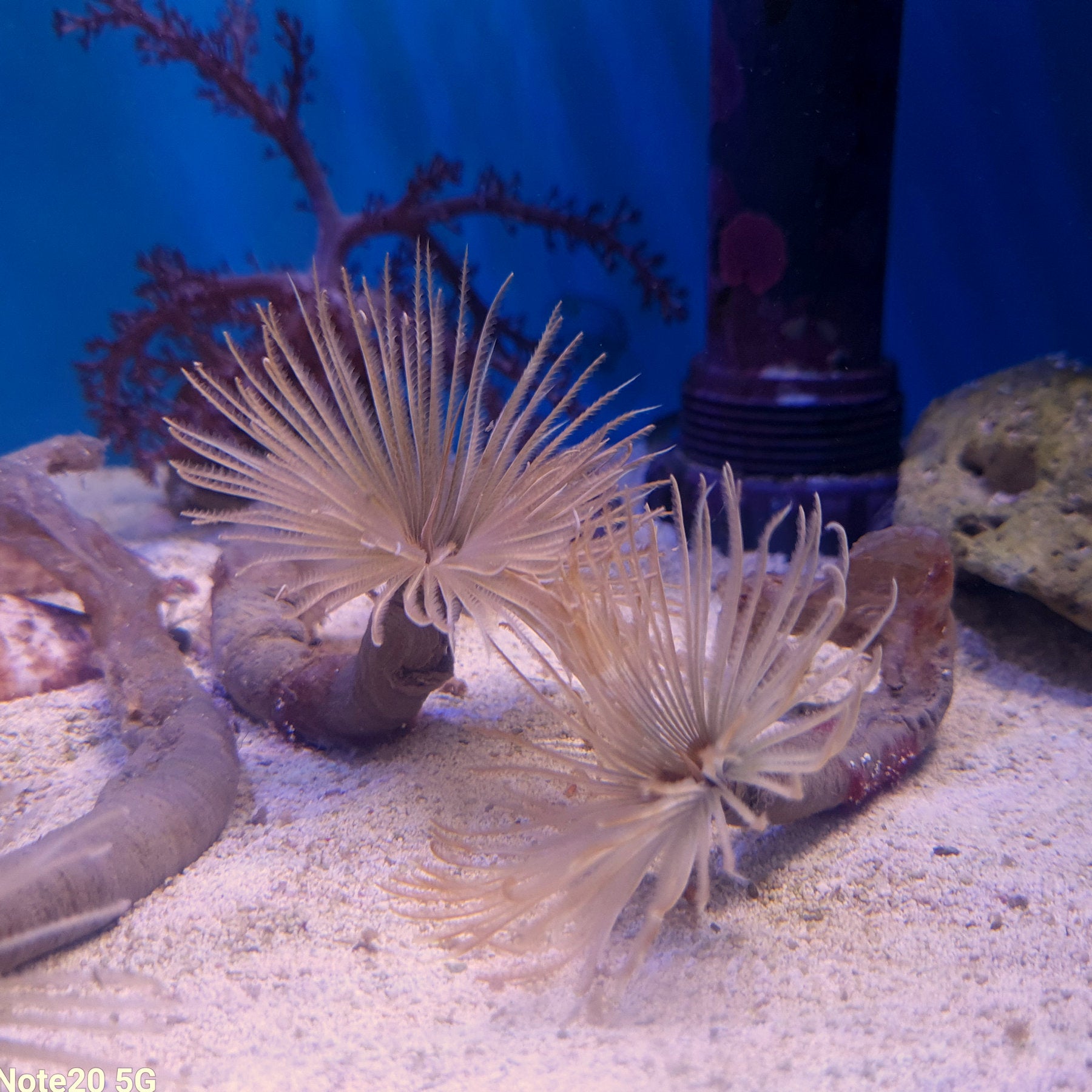 Feather Duster Fish