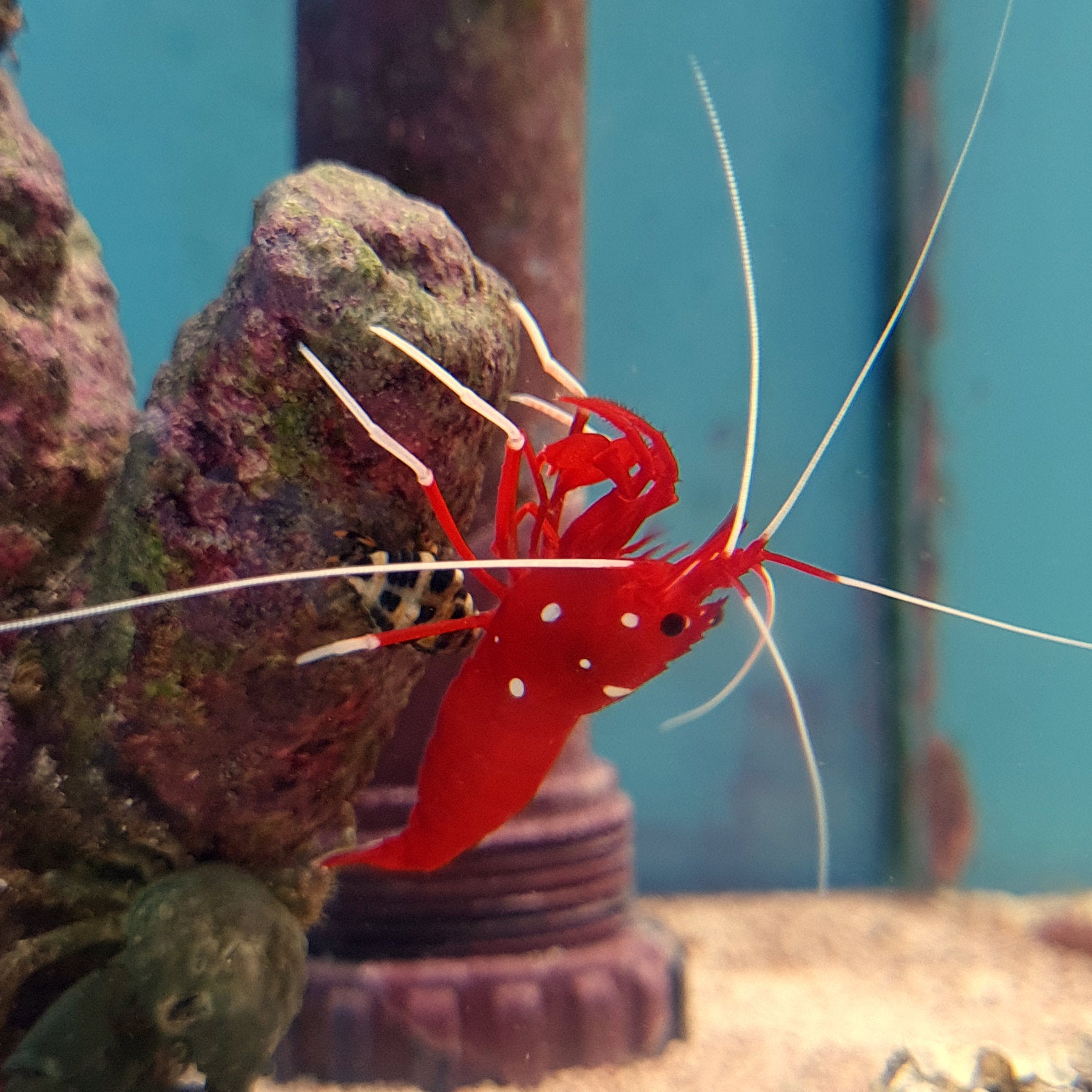 Blood Red Fire Shrimp (Lysmata debelius) – Essex Marine Aquatics