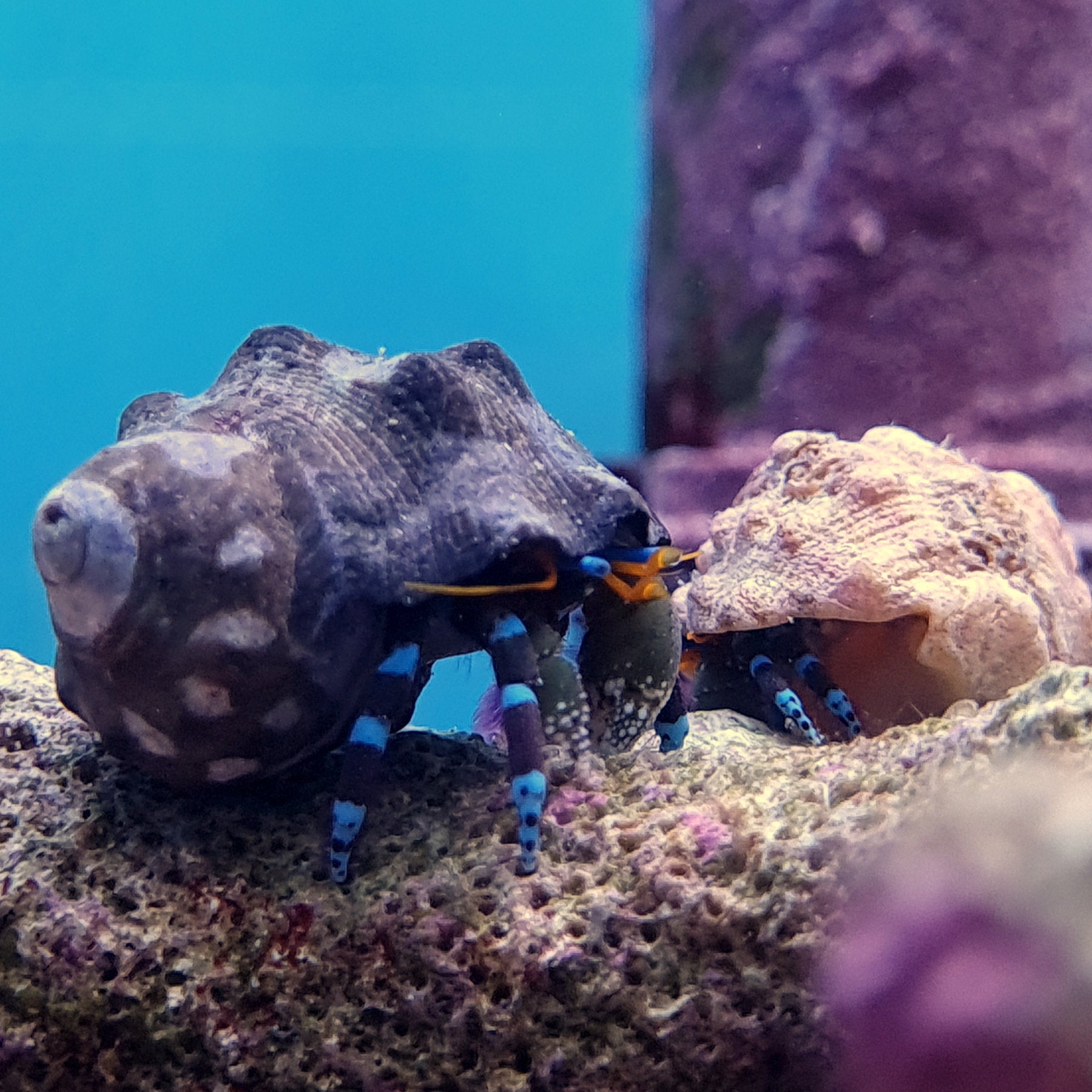 Electric Blue Leg Hermit Crabs (Calcinus elegans) – Essex Marine Aquatics
