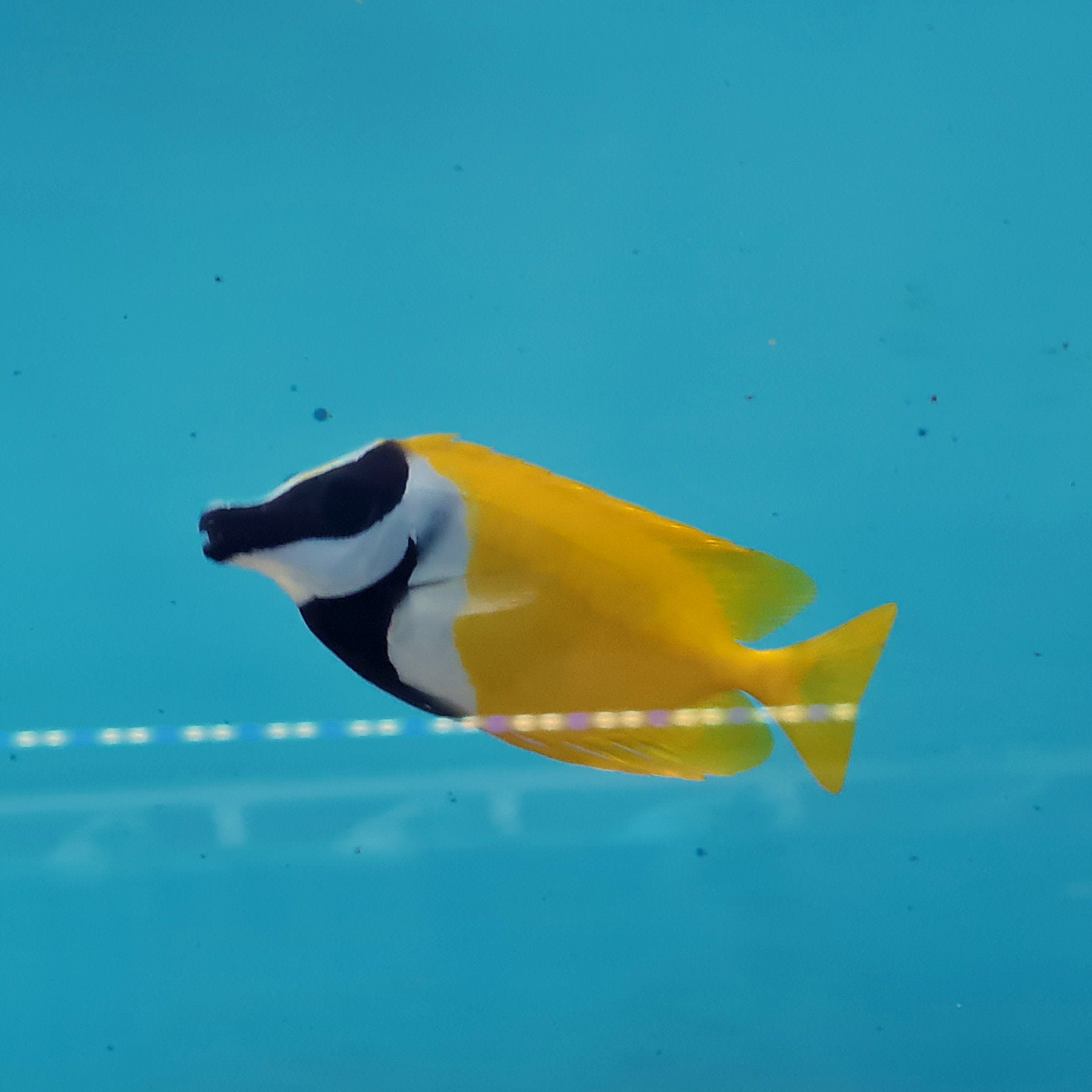 No Spot Foxface Rabbitfish (Siganus vulpinus) – Essex Marine Aquatics