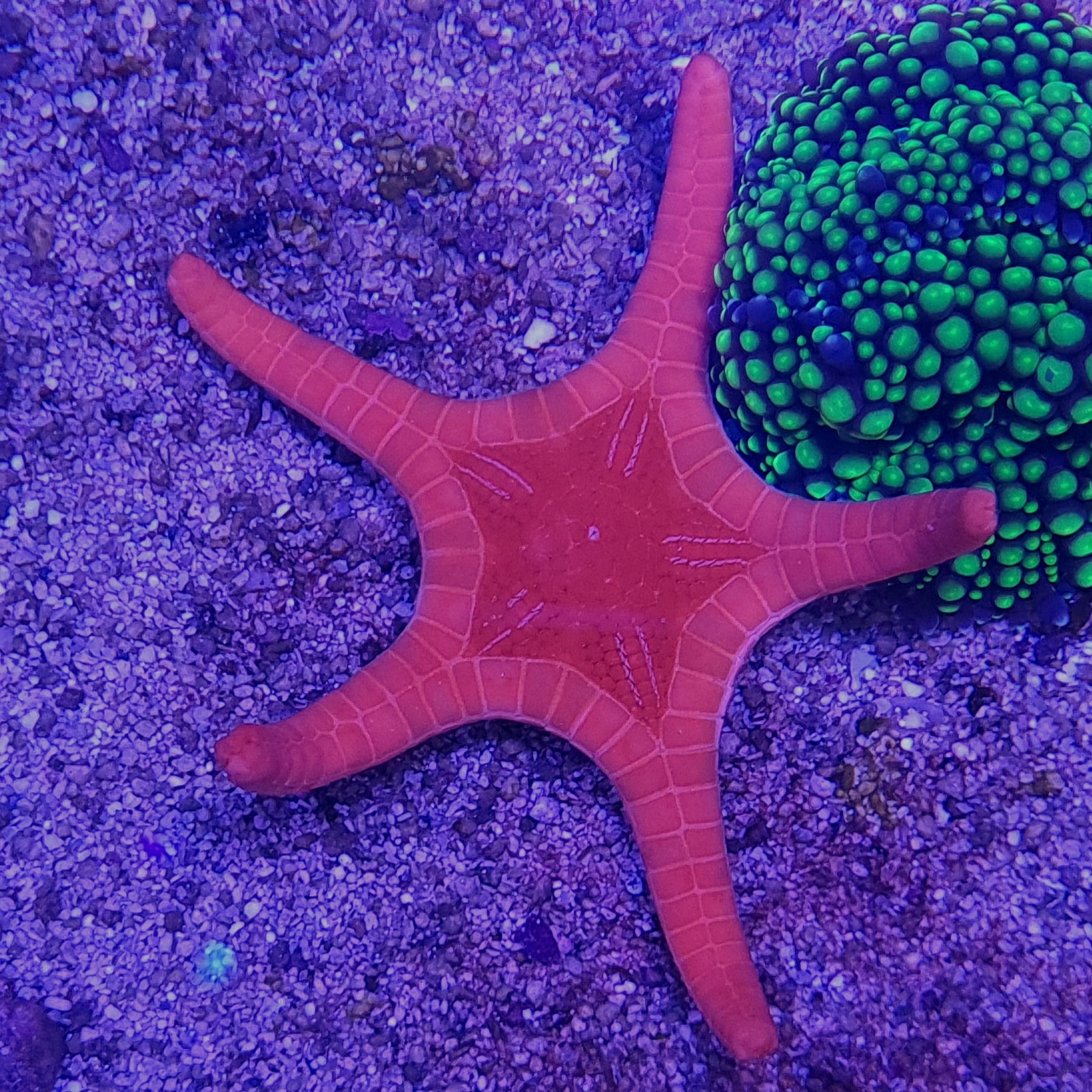 Red / Orange Double Star, Icon Starfish (Iconaster longimanus) – Essex ...