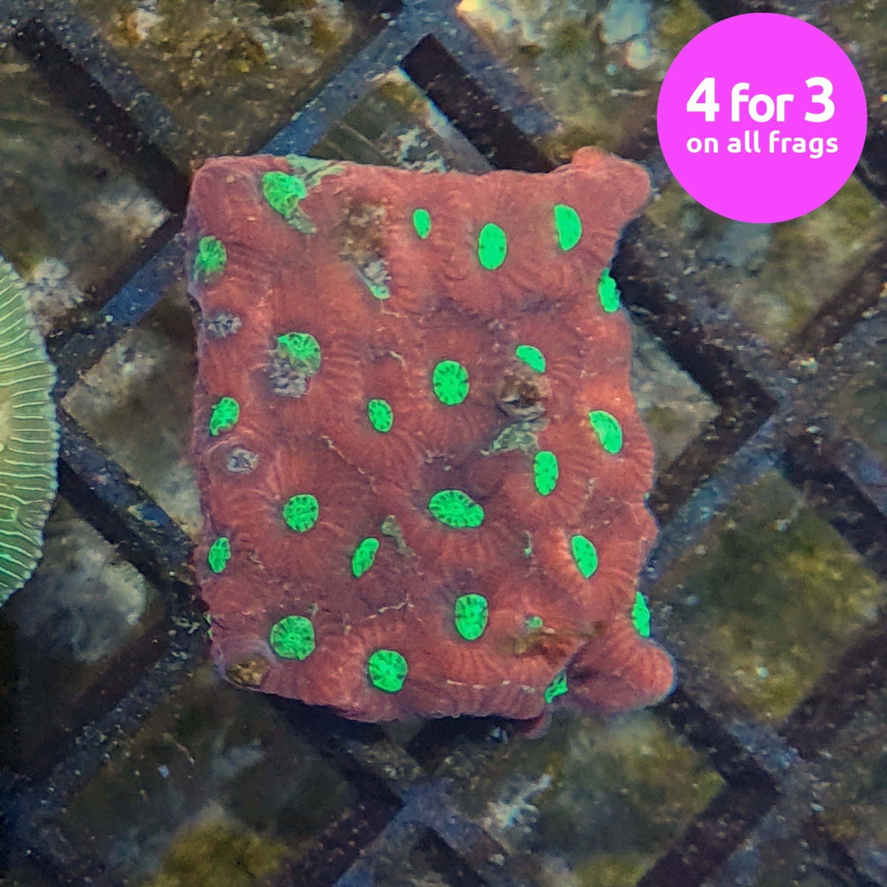 Favites War Coral Frag Neon Green / Red LPS – Essex Marine Aquatics