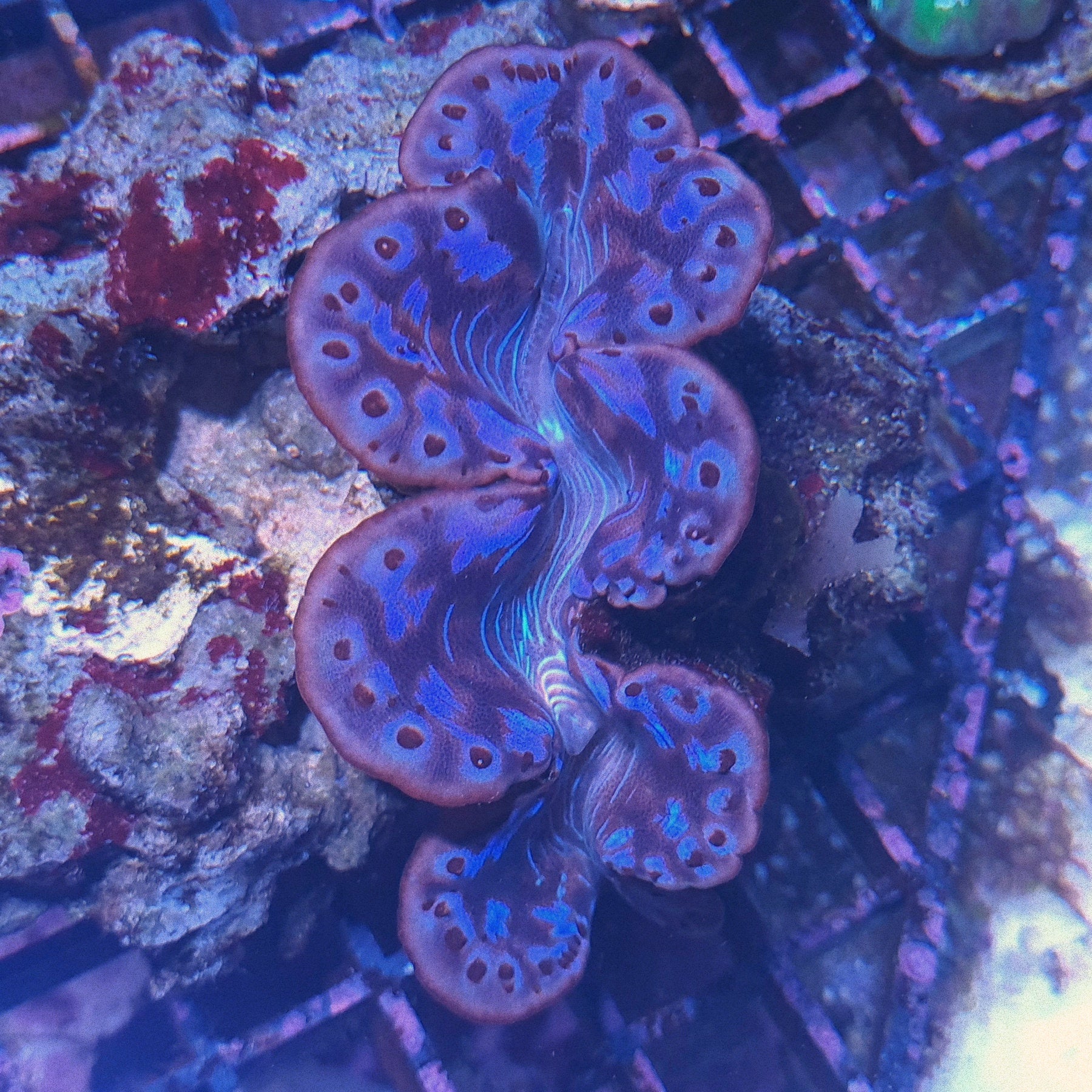 Large Blue Crocea Clam (Tridacna crocea) – Essex Marine Aquatics