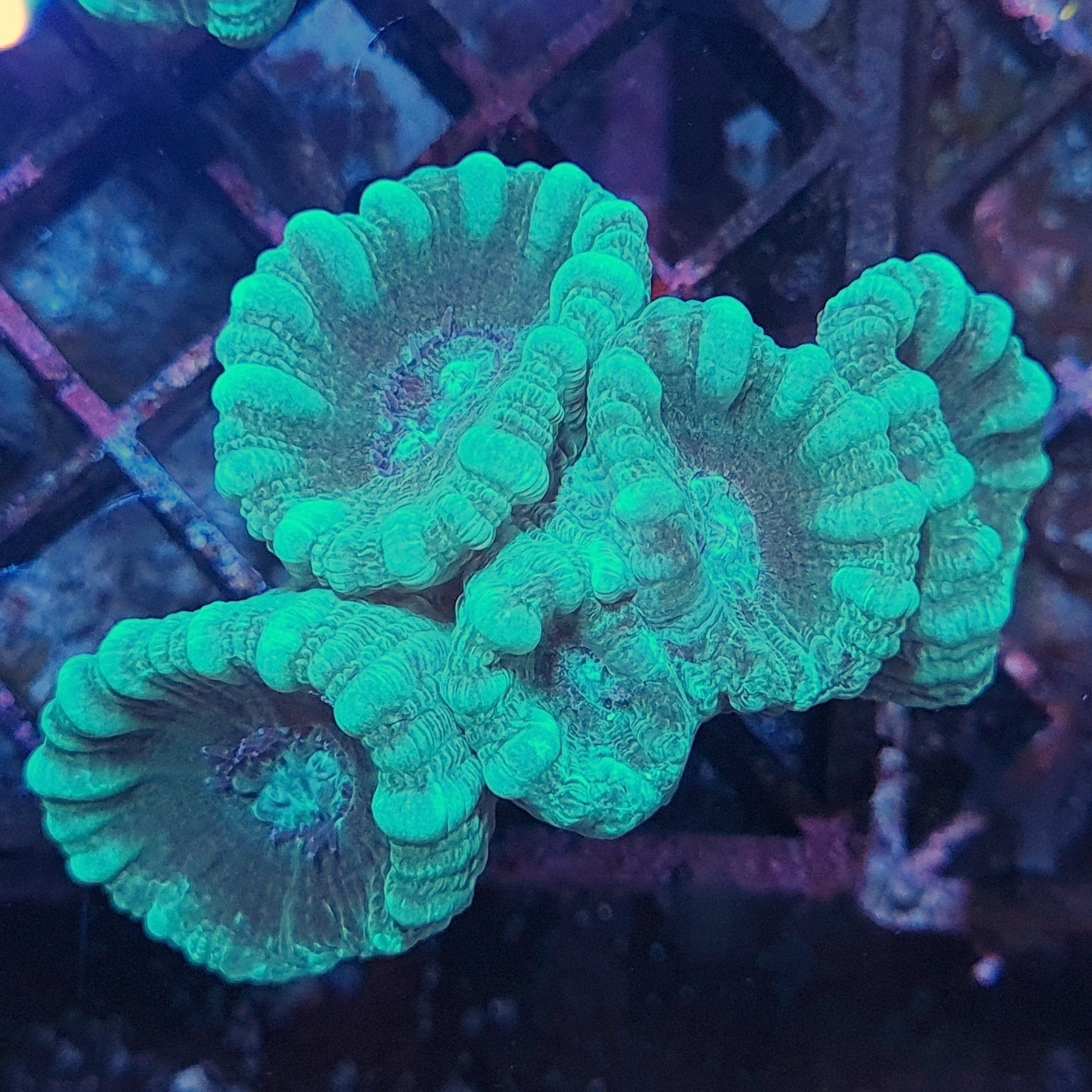 Candy Cane Coral Green (Caulastraea sp.) LPS – Essex Marine Aquatics