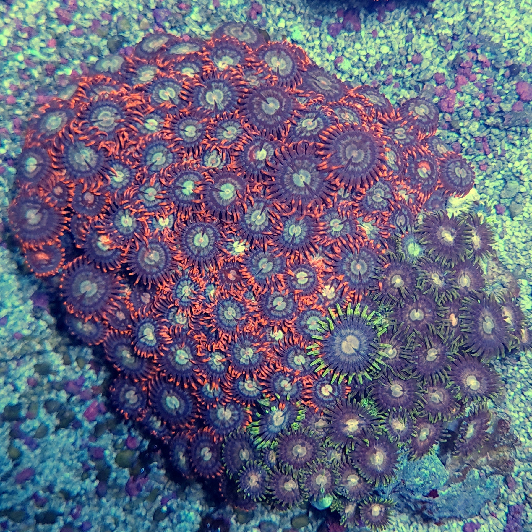 Mixed Zoa Rock Red / Green / Purple (Zoanthus sp.) – Essex Marine Aquatics