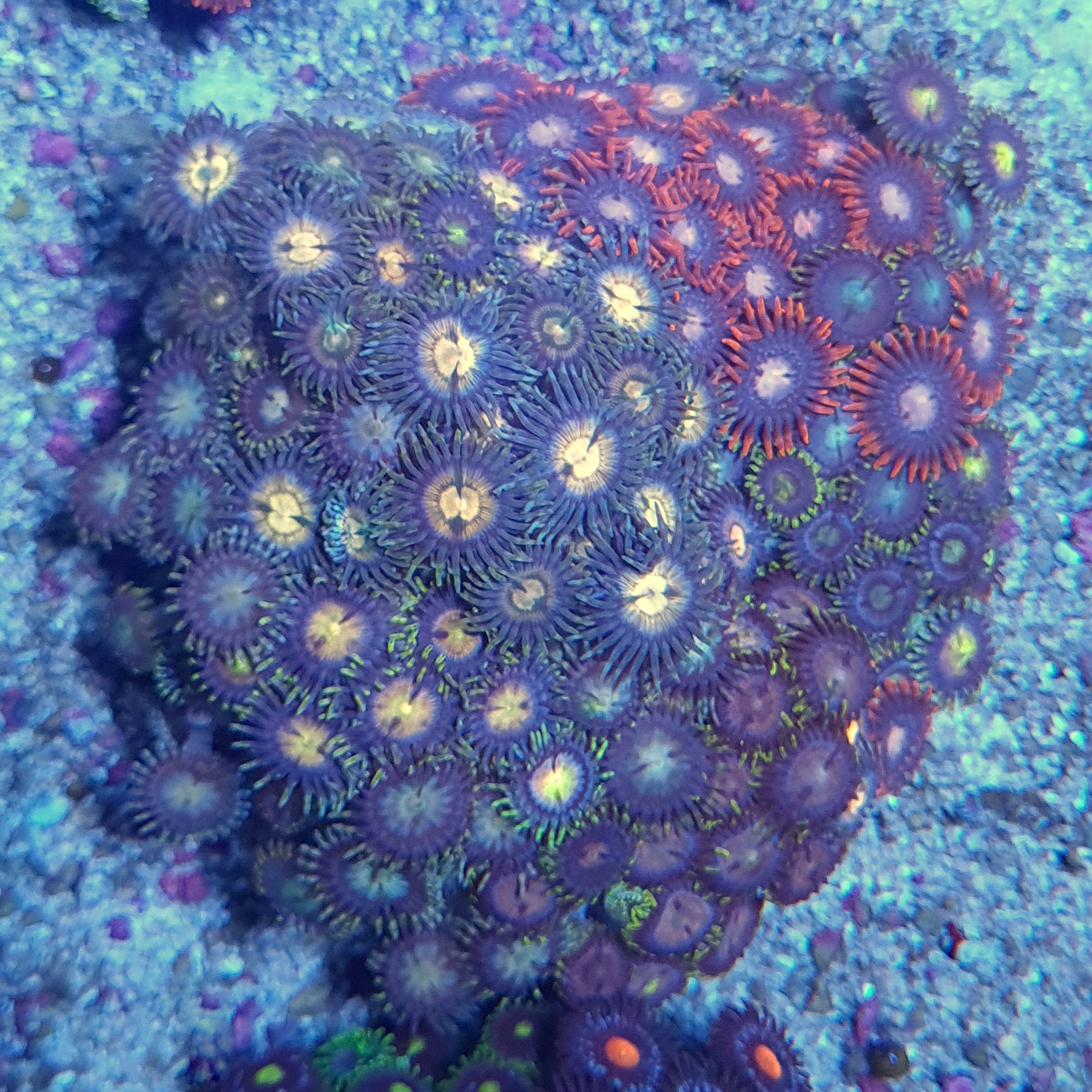 Zoa Rock Mixed Colours (Zoanthus sp.) – Essex Marine Aquatics