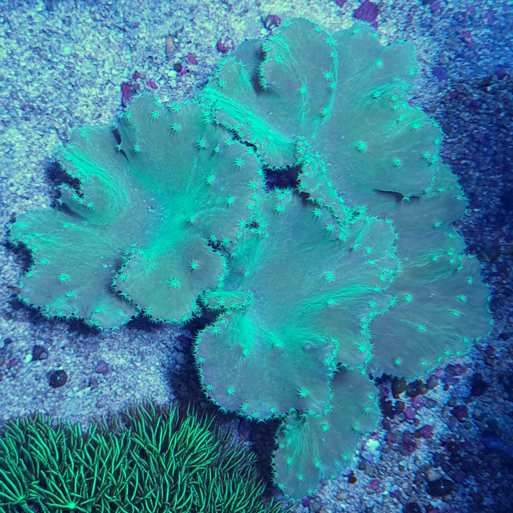 Large Green Cabbage Coral (Sinularia sp.) – Essex Marine Aquatics