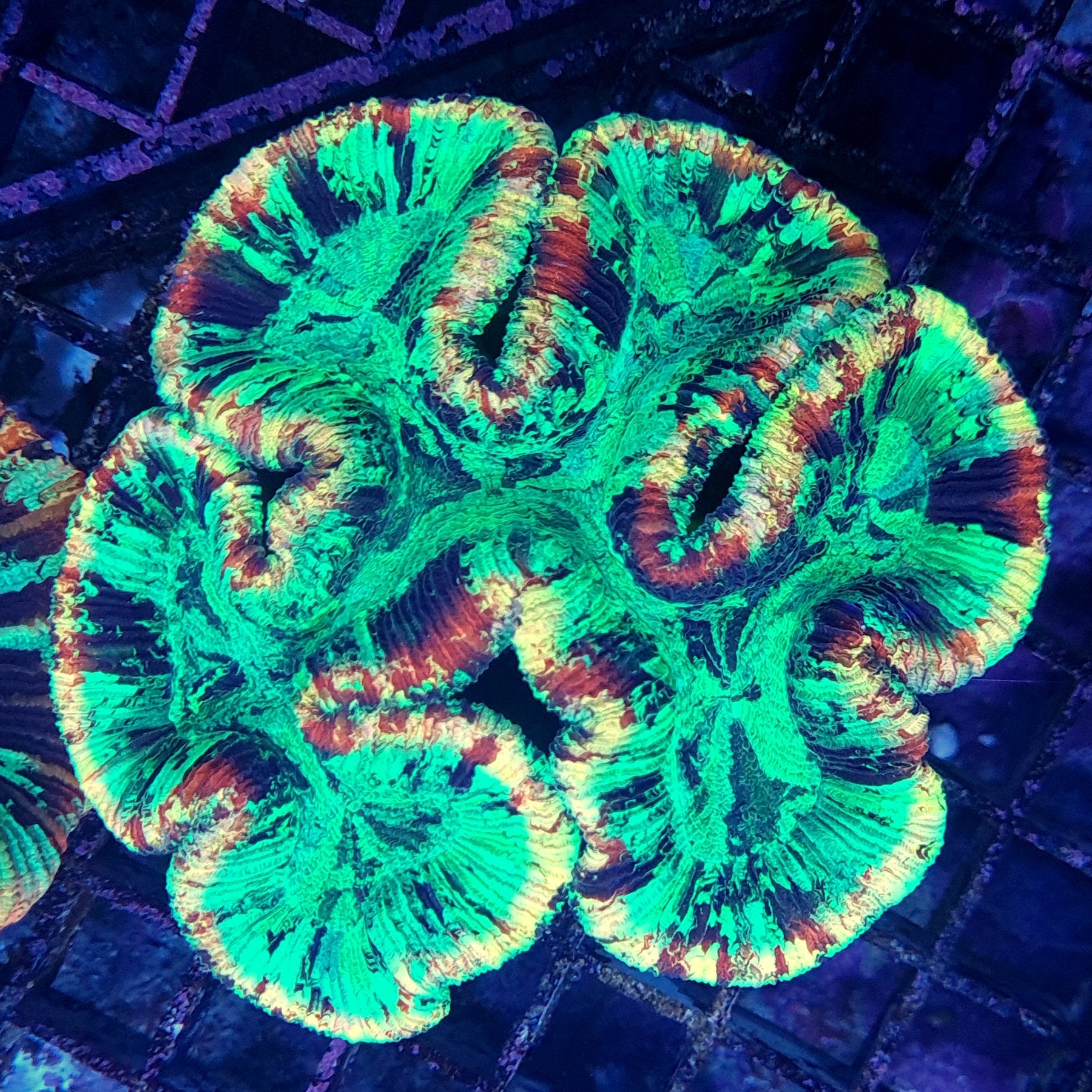 Large Australian Ultra Grade Trachy (Trachyphyllia sp.) – Essex Marine ...