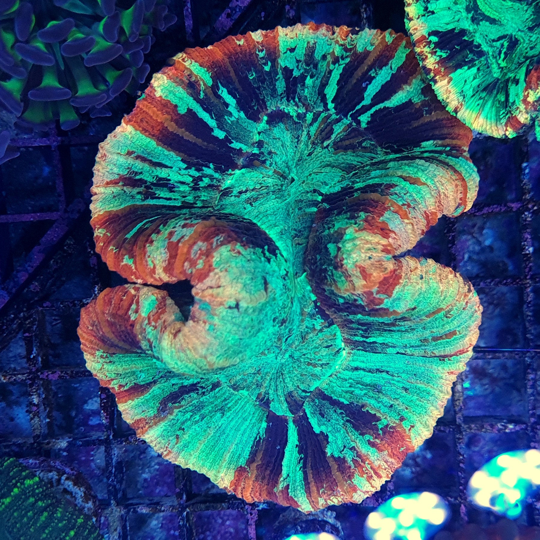 Australian Ultra Grade Large Trachy (Trachyphyllia sp.) – Essex Marine ...