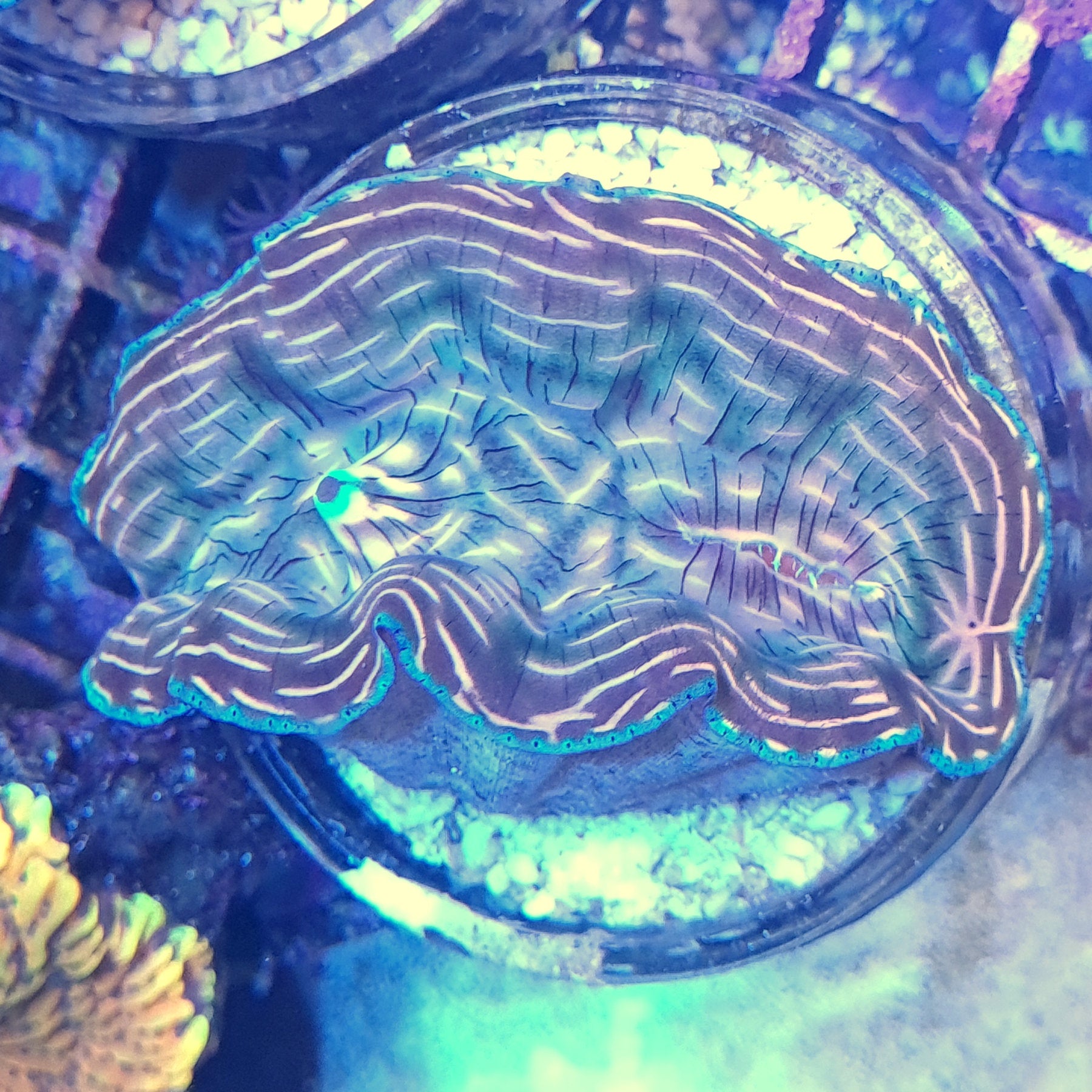Gold and Electric Blue Derasa Clam (Tridacna derasa) – Essex Marine ...