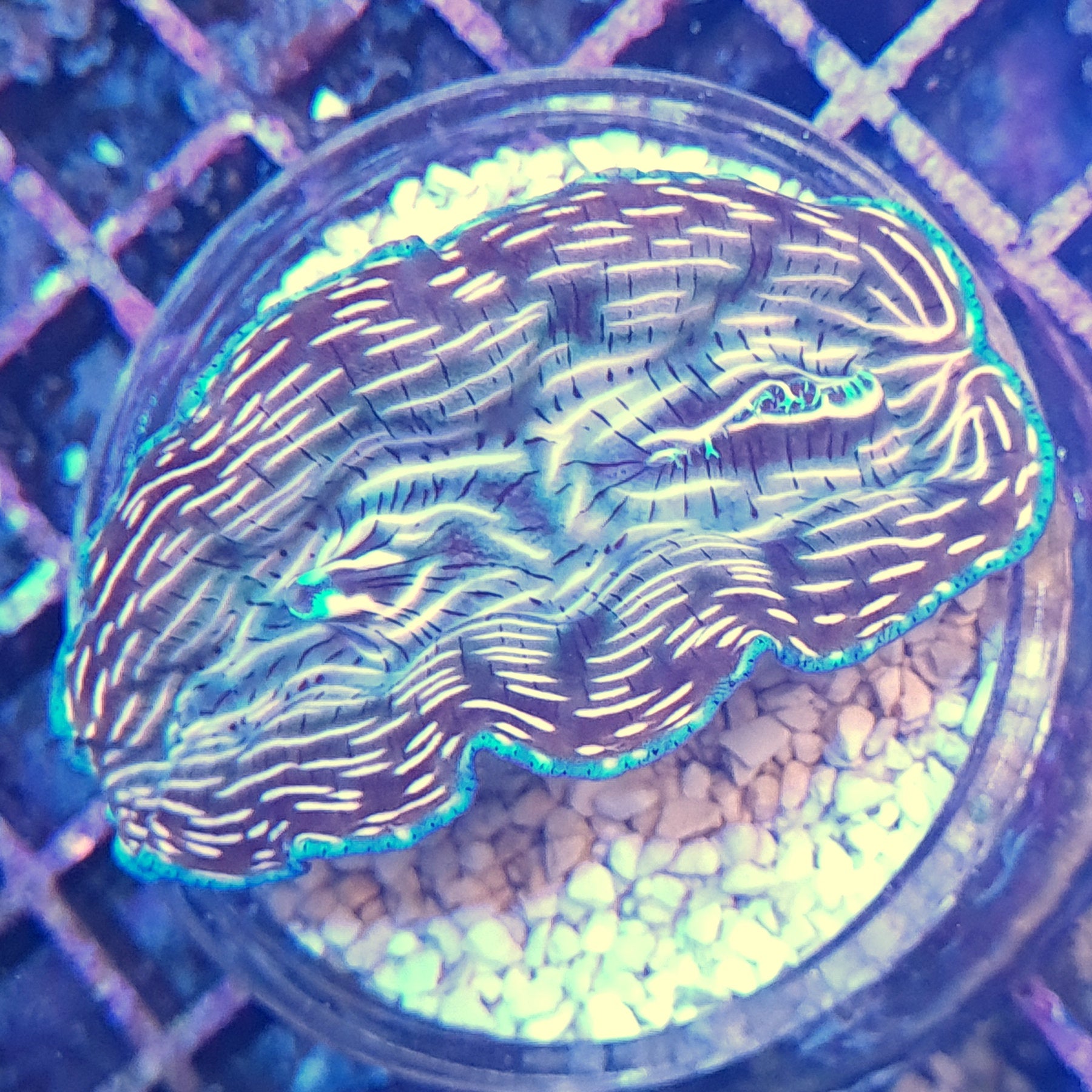 Derasa Clam Gold and Electric Blue (Tridacna derasa) – Essex Marine ...