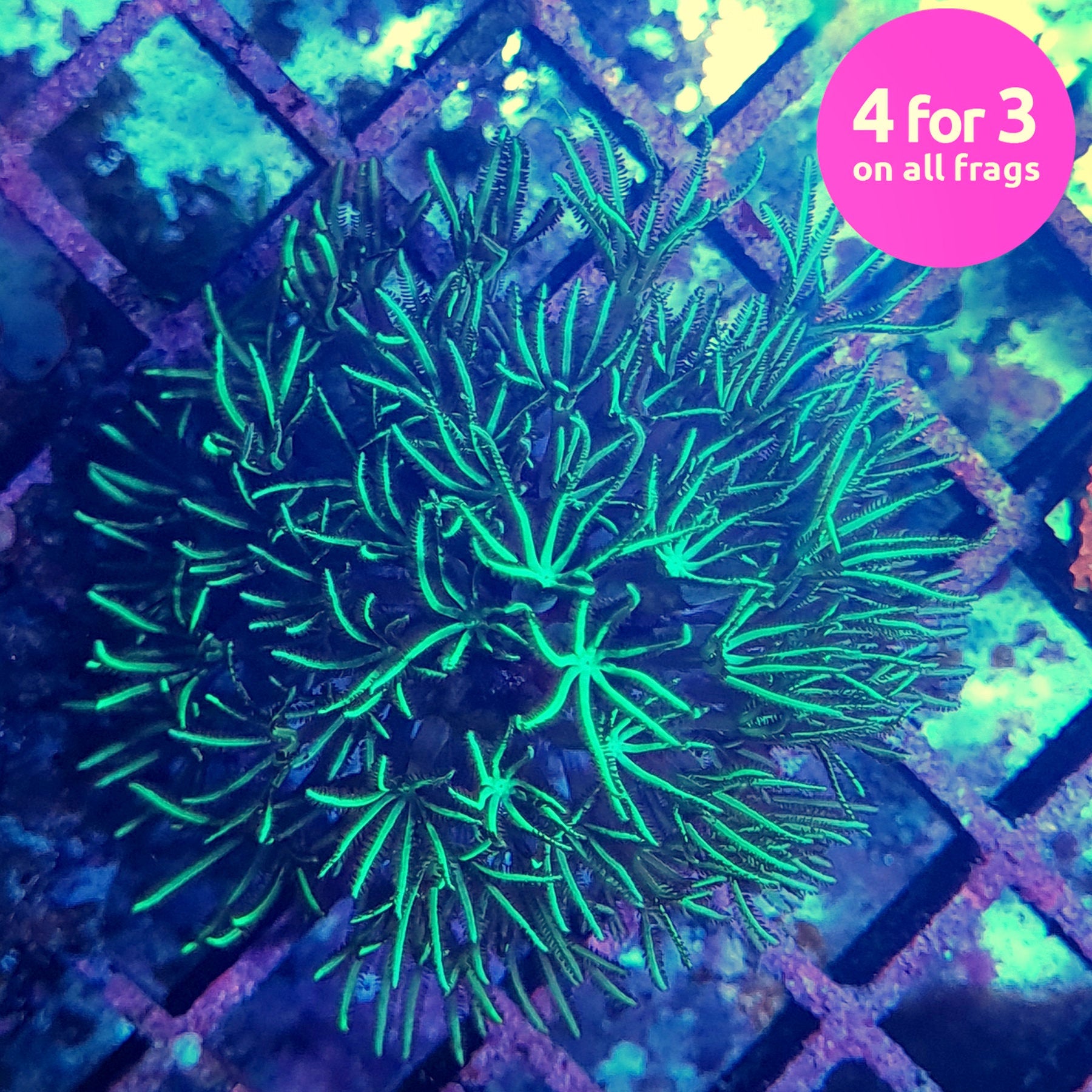 Organ Pipe Coral Frag (Tubipora musica) – Essex Marine Aquatics