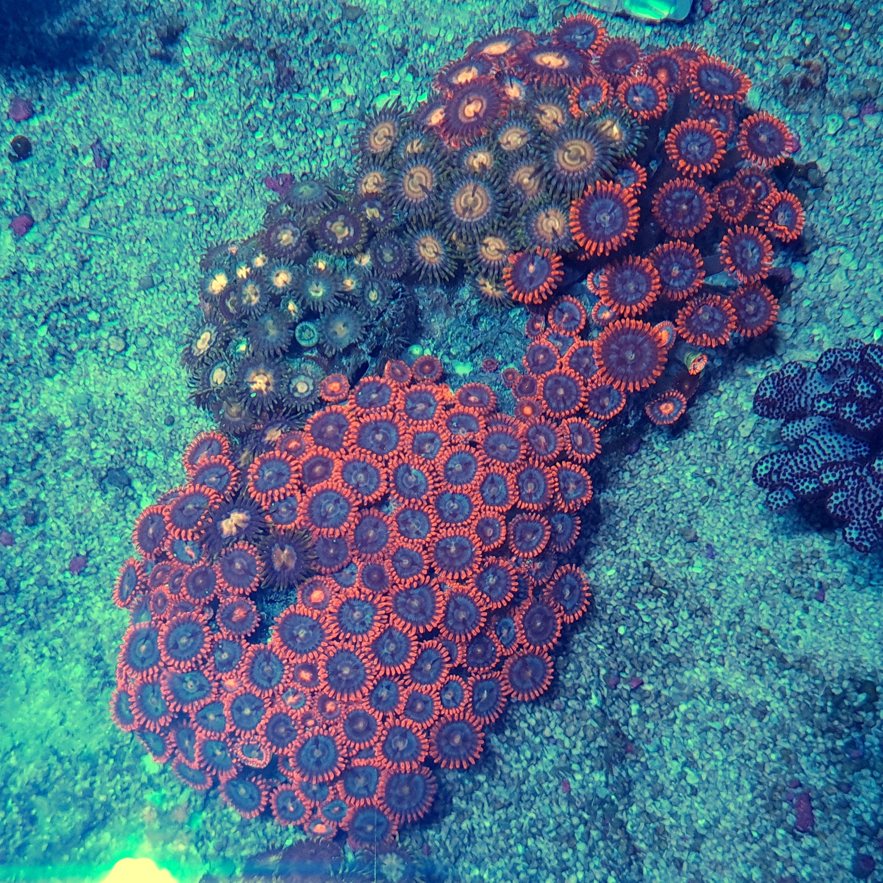 Large Mixed Zoa Rock (Zoanthus sp.) Red / Blue / Peach – Essex Marine ...