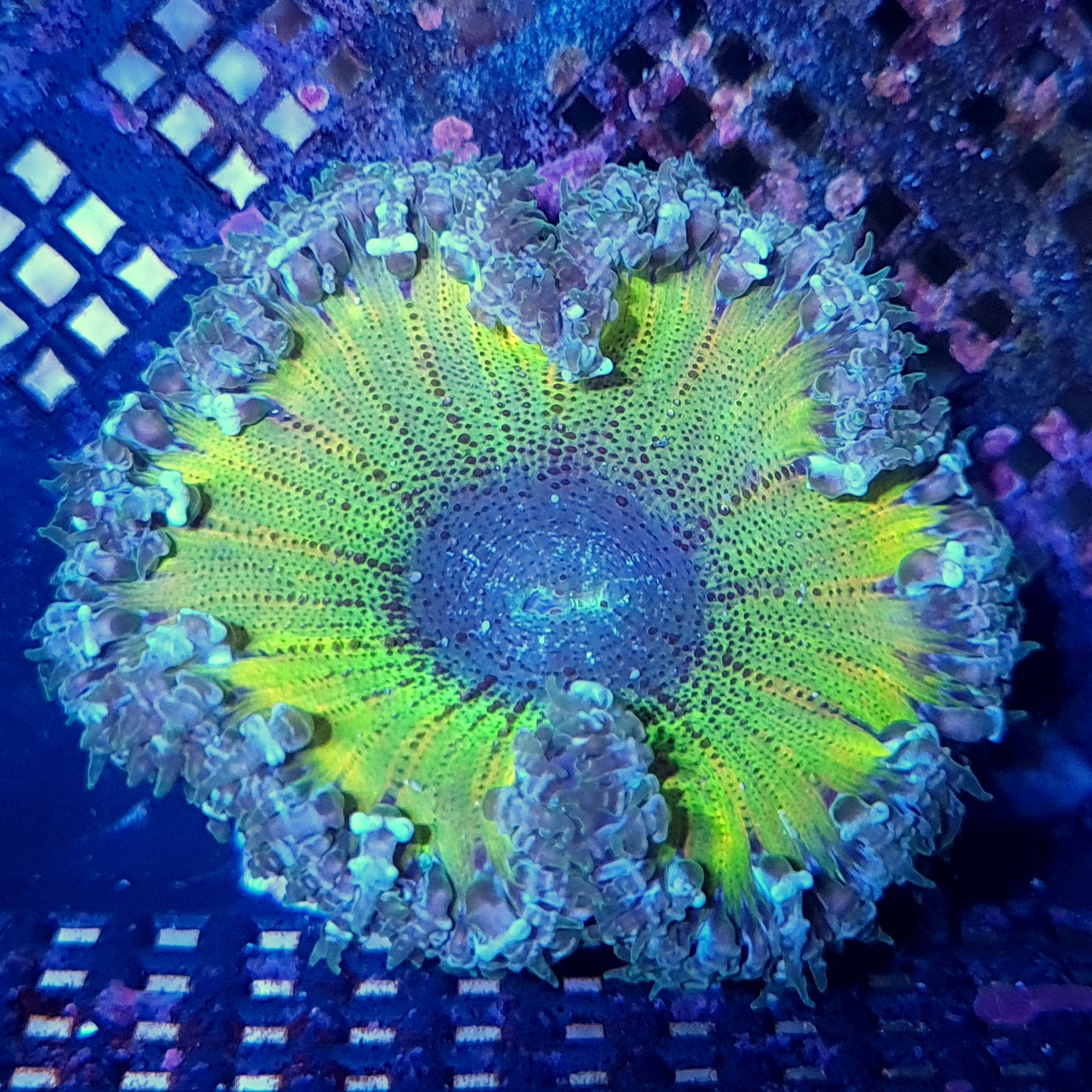 Rockflower Anemone Yellow (Phymanthus crucifer) – Essex Marine Aquatics