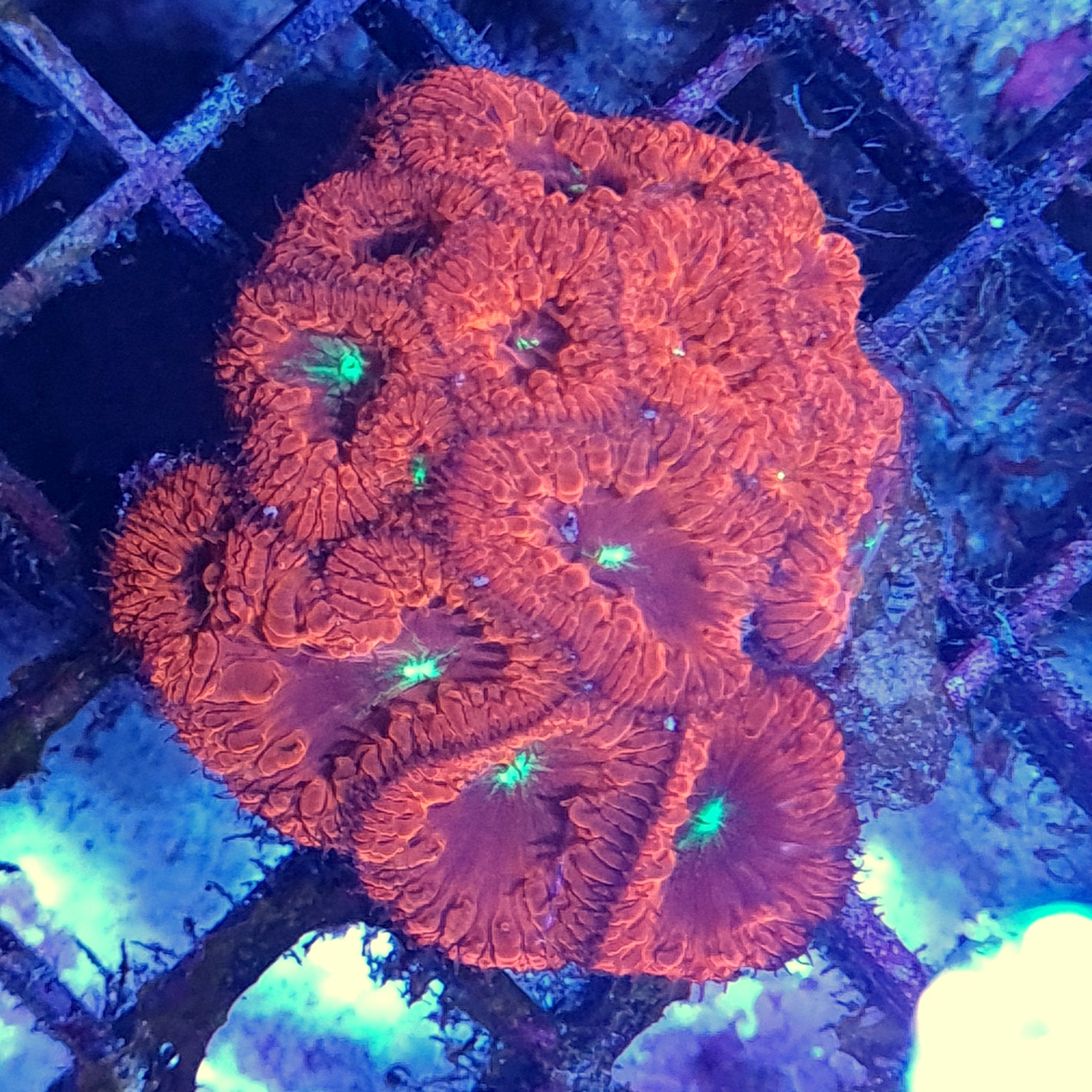 Ultra Red Blasto LPS Coral (Blastomussa sp.) – Essex Marine Aquatics