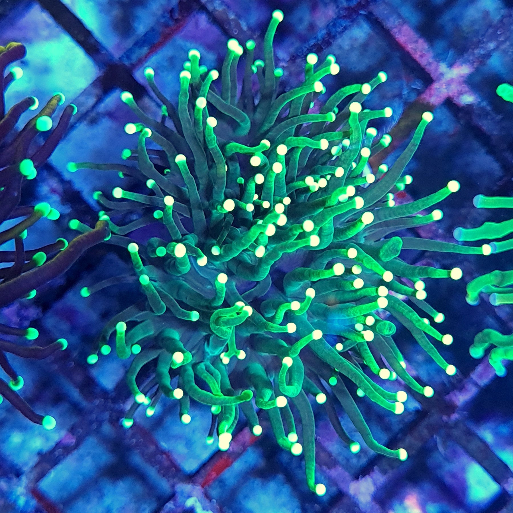 Yellow Tipped Torch Coral (Euphyllia sp.) – Essex Marine Aquatics