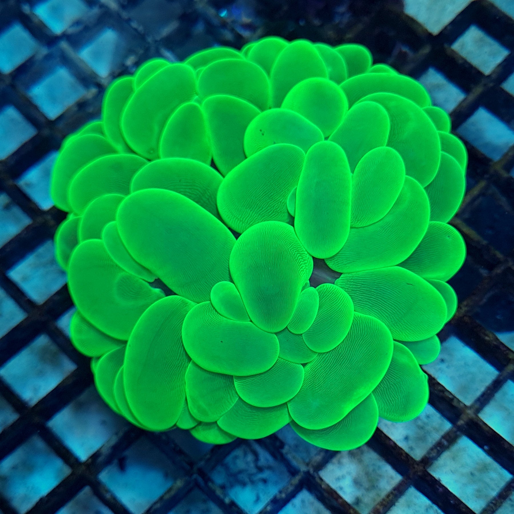 Neon Green Bubble Coral (Plerogyra sp.) – Essex Marine Aquatics