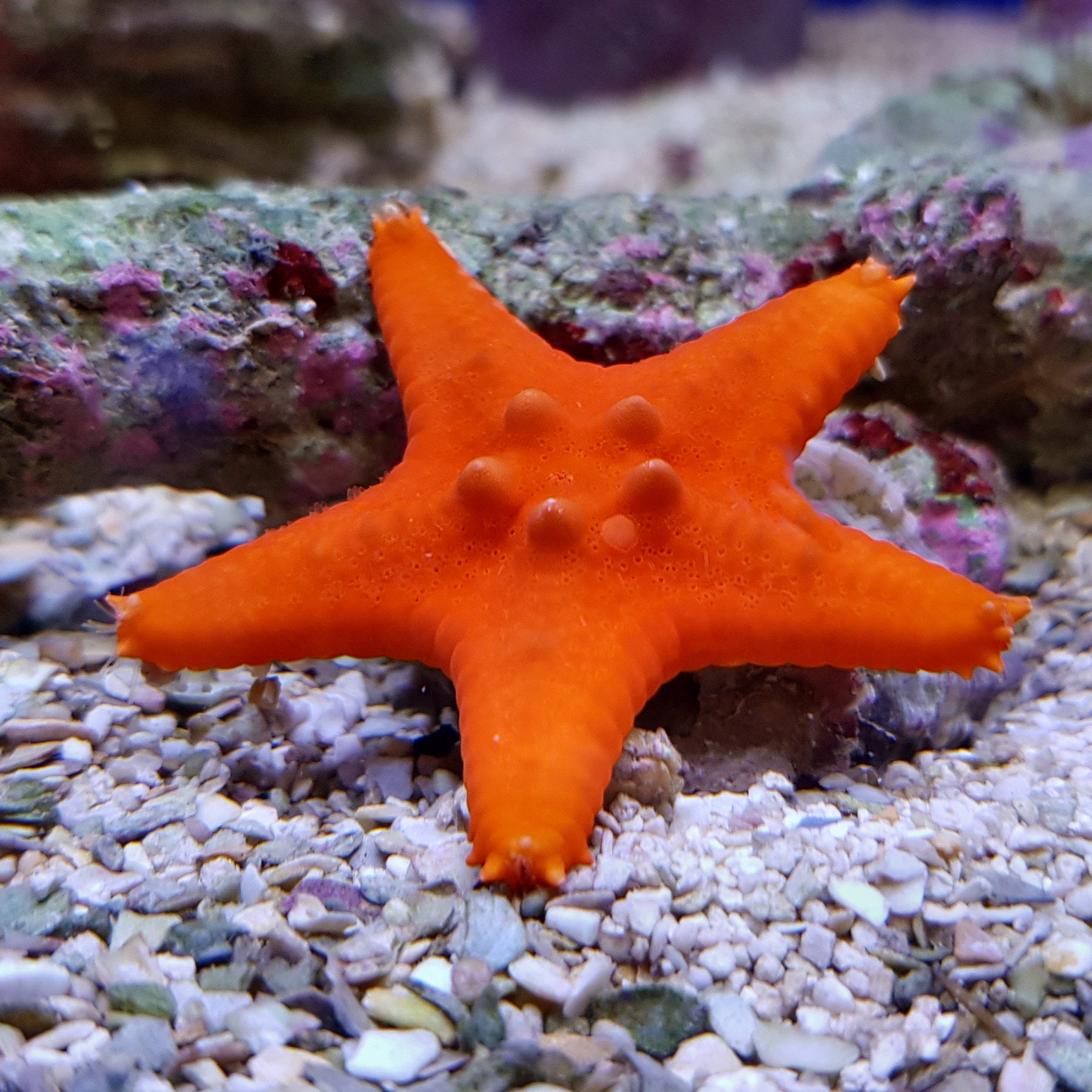 Red Horned Starfish (Protoreaster sp.) – Essex Marine Aquatics