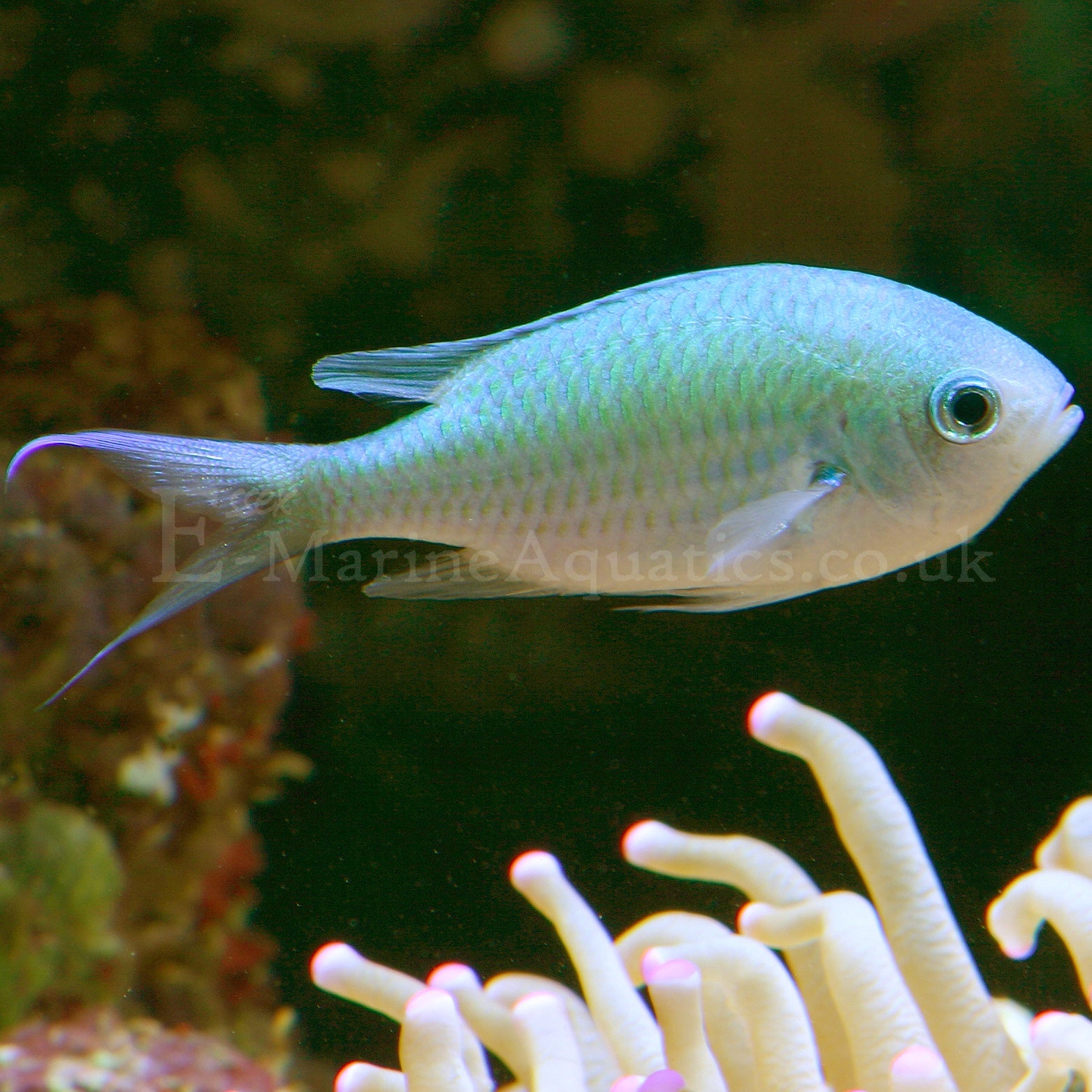 Green Chromis (Chromis viridis) Marine Fish – Essex Marine Aquatics