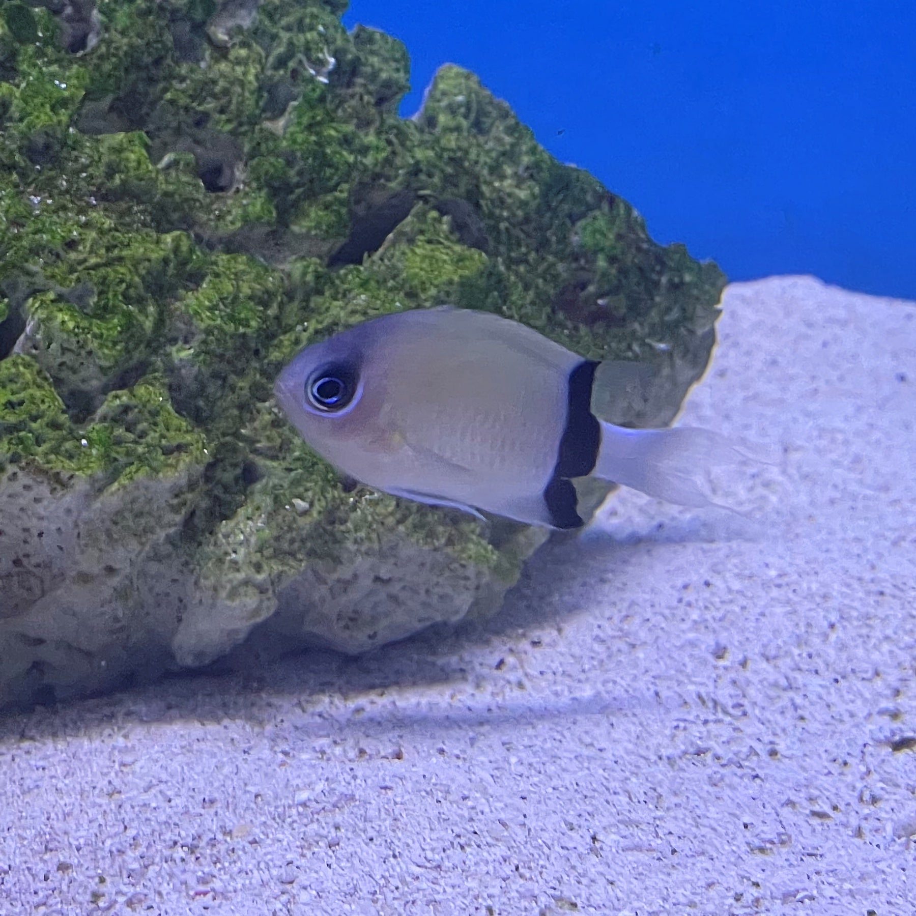 Black Bar Chromis (Chromis retrofasciata) – Essex Marine Aquatics