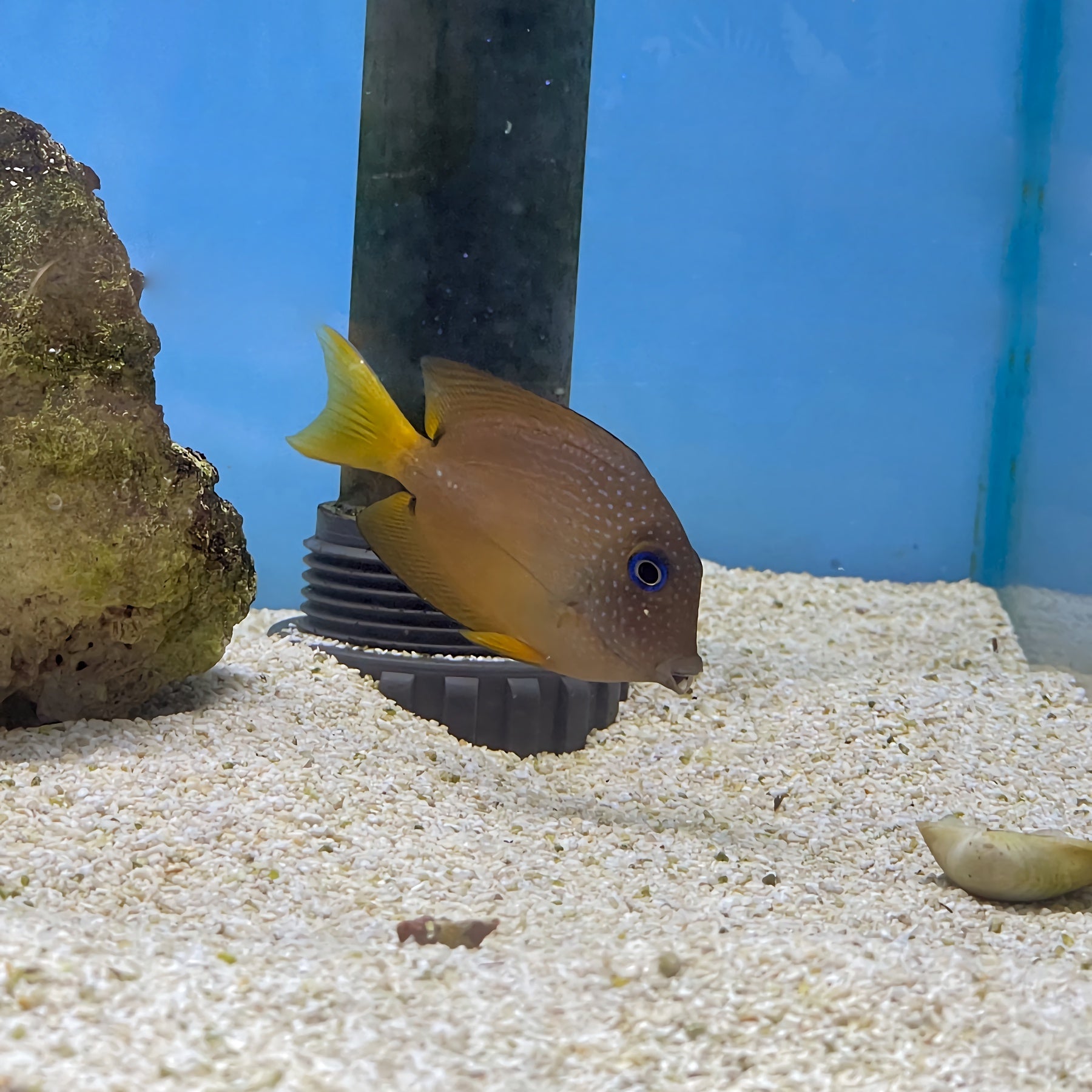 Blue Eye Kole / Bristletooth Tang (Ctenochaetus binotatus) – Essex ...