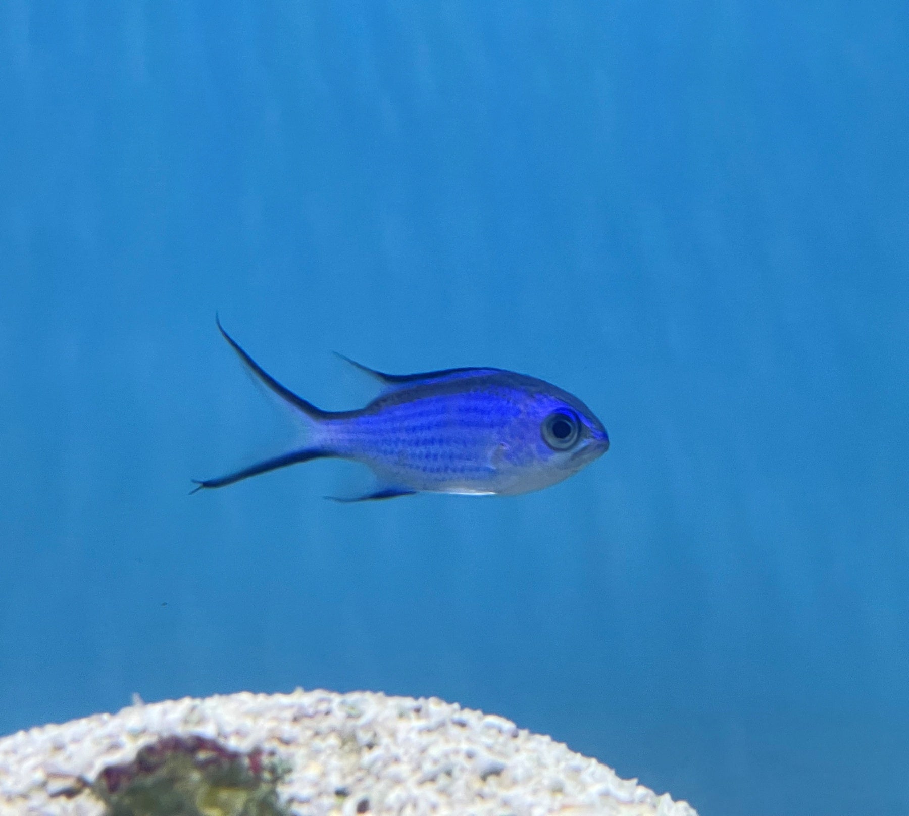 Blue Reef Chromis (Chromis cyaneus) – Essex Marine Aquatics