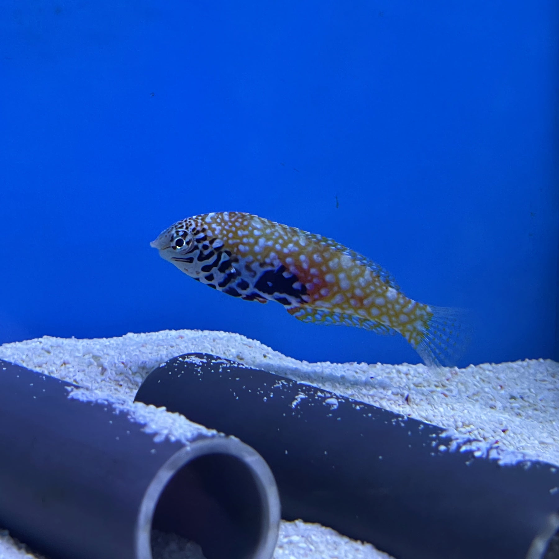 Bluestar Leopard Wrasse 'Female' (Macropharyngodon bipartitus) – Essex ...