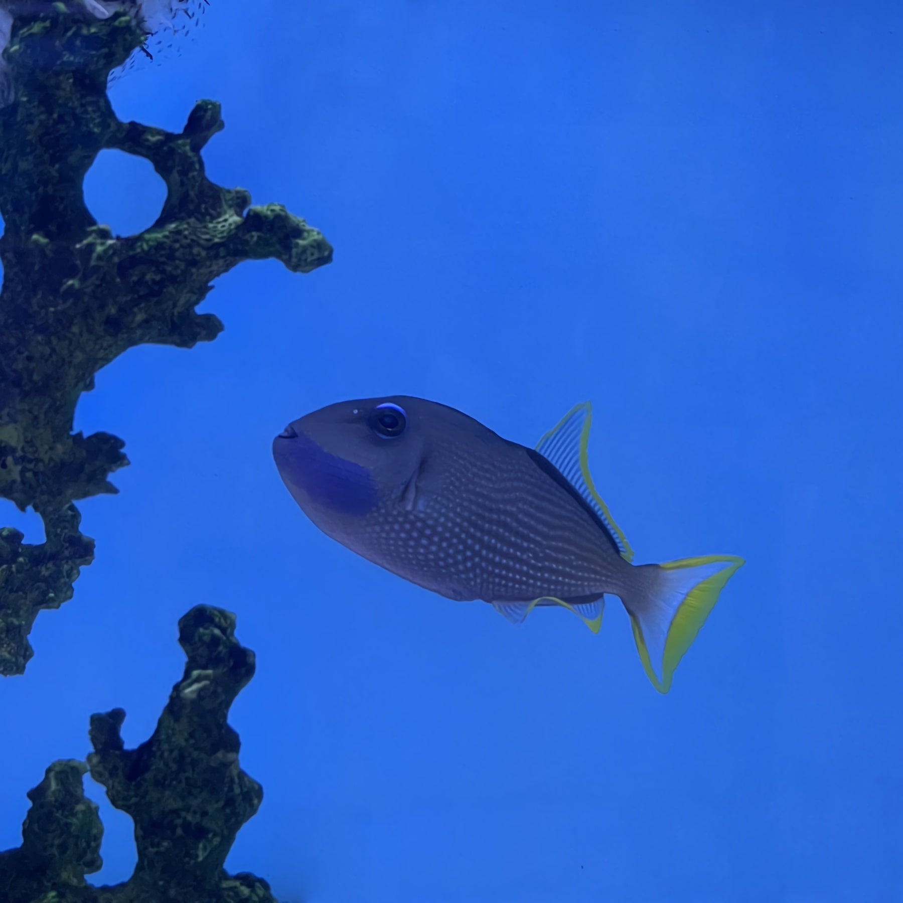 Blue Throat Triggerfish (Xanthichthys auromarginatus) – Essex Marine ...