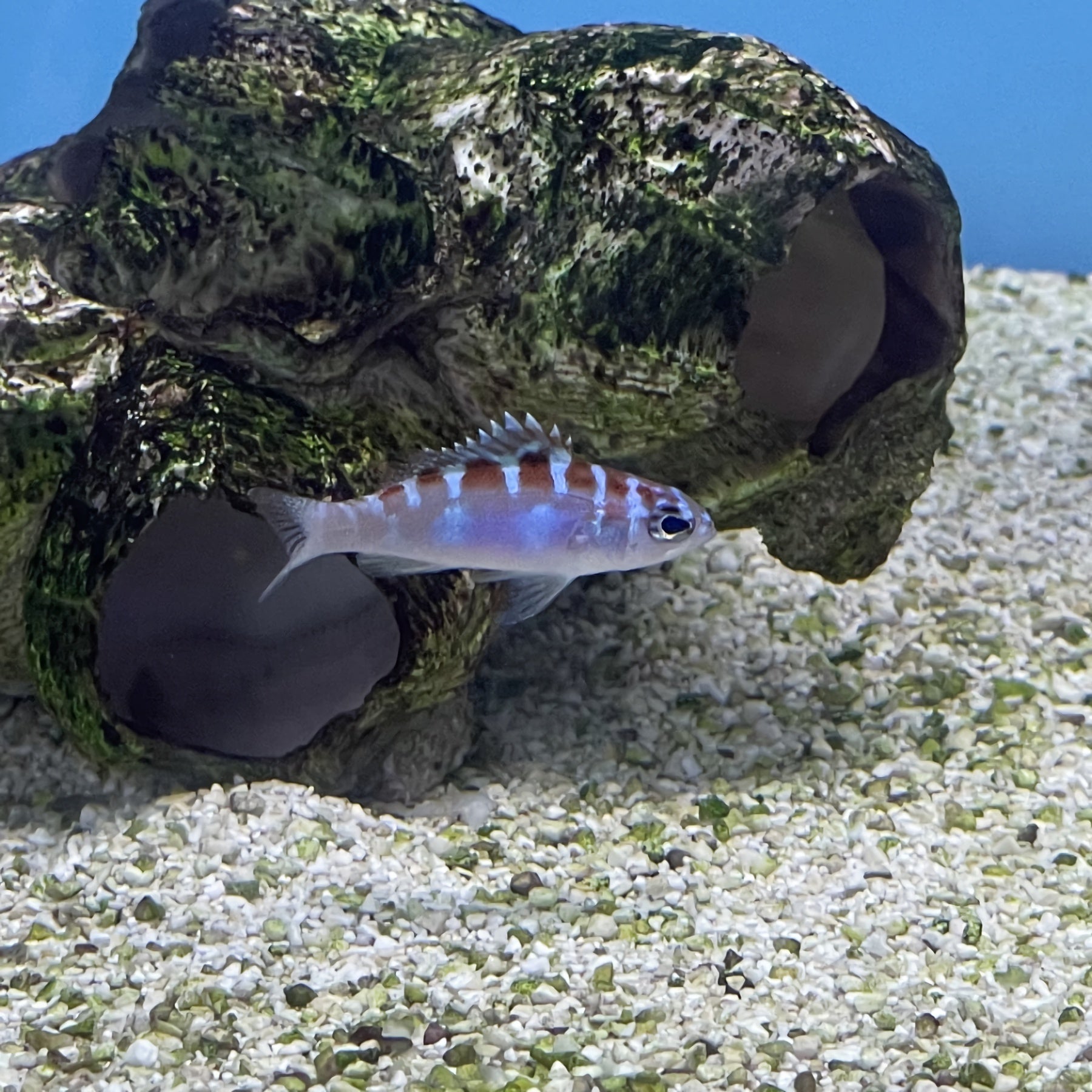 Chalk Bass (Serranus tortugarum) – Essex Marine Aquatics