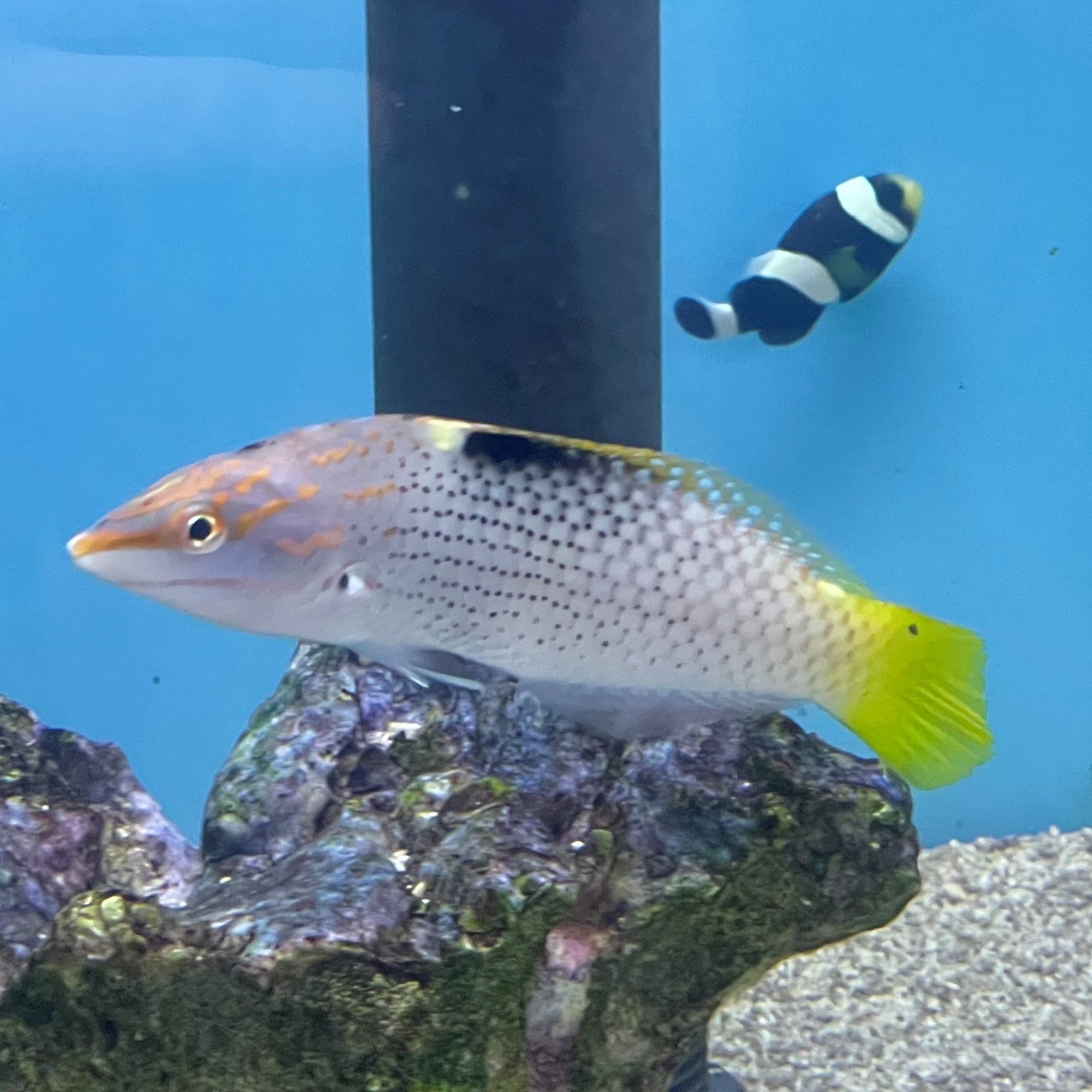 Checkerboard Wrasse (Halichoeres hortulanus) – Essex Marine Aquatics