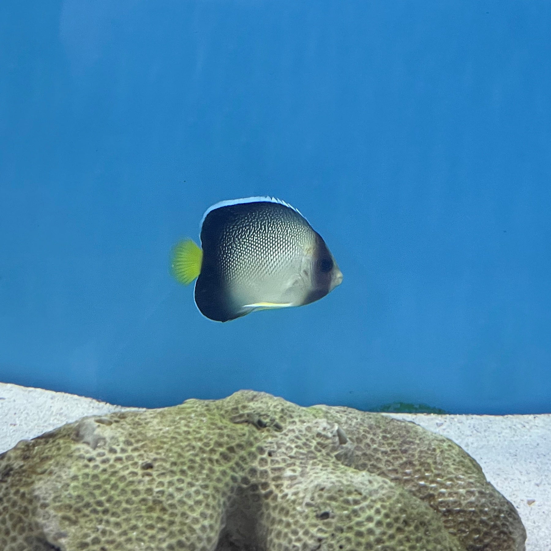 Cream Angelfish (Apolemichthys xanthurus) – Essex Marine Aquatics