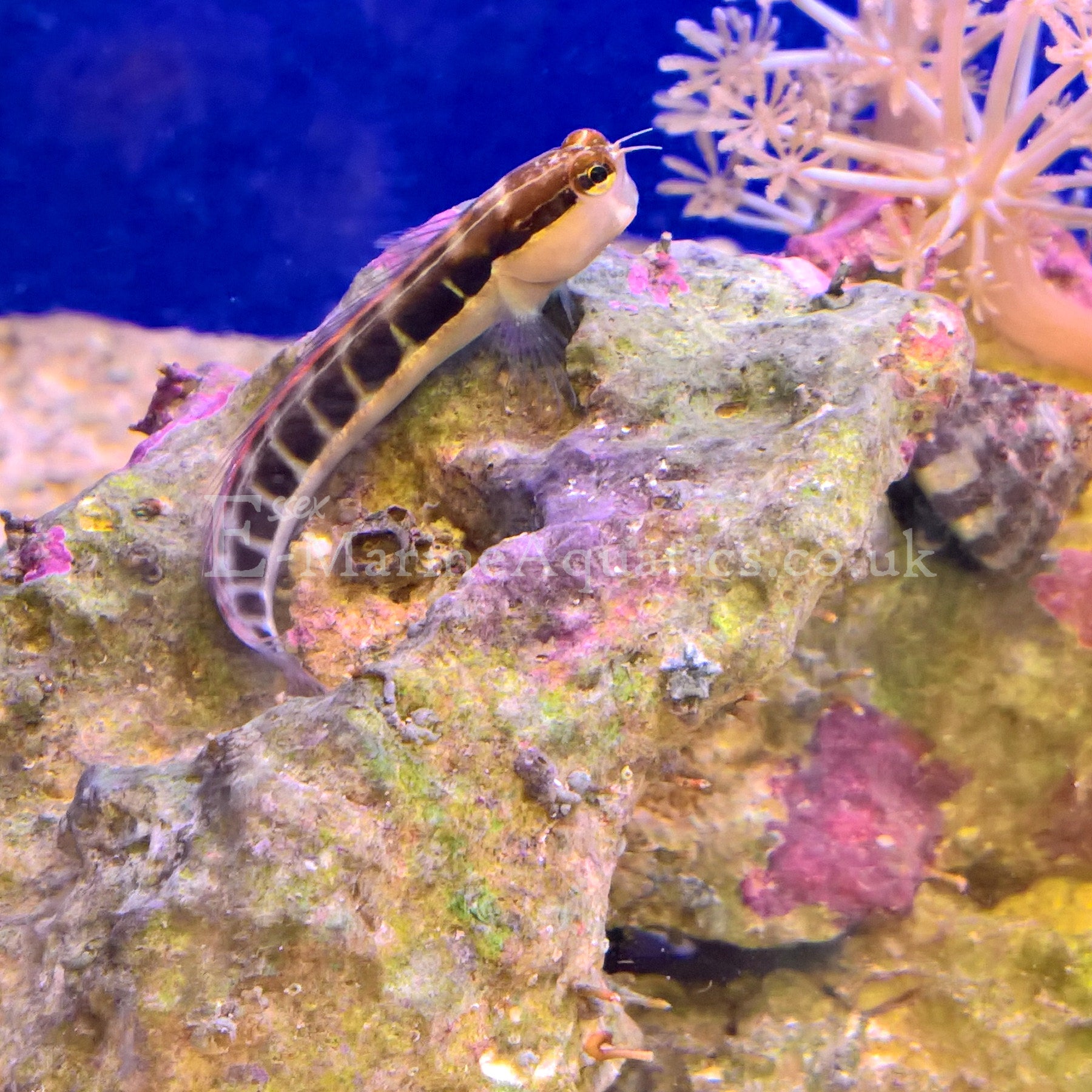 Linear / Dot Dash Blenny (Ecsenius lineatus) – Essex Marine Aquatics