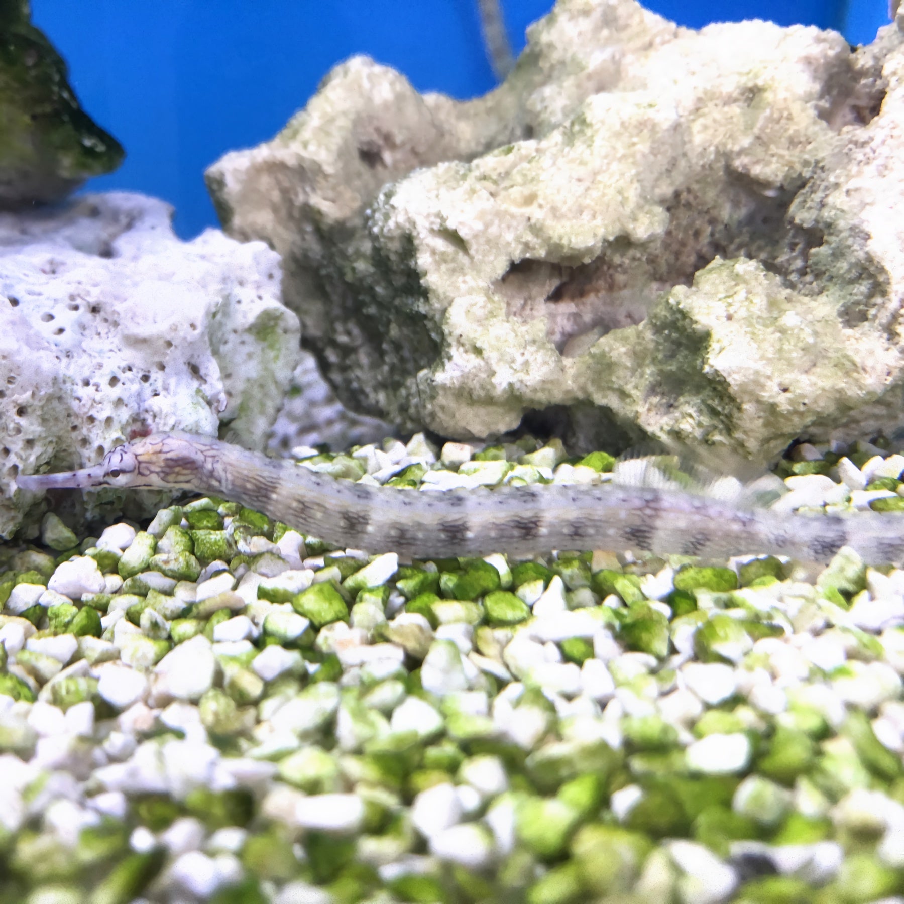 Dragon Face Pipefish (Corythoichthys intestinalis) – Essex Marine Aquatics