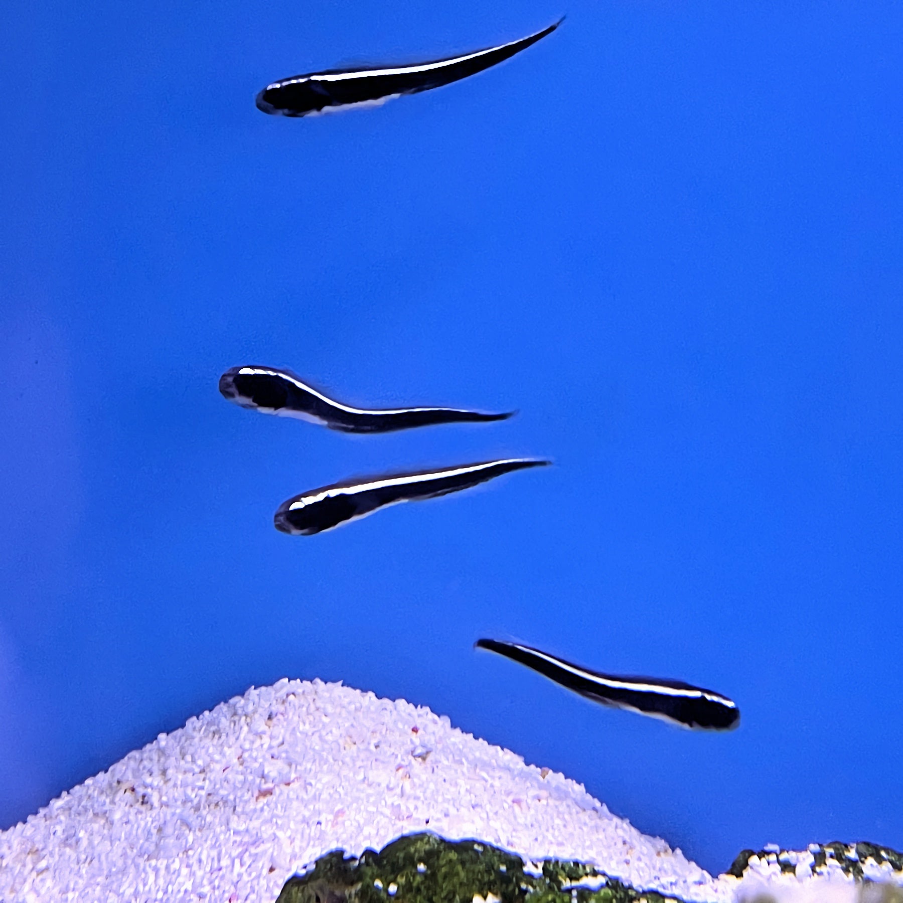 Engineer Goby Juveniles (Pholidichthys leucotaenia) – Essex Marine Aquatics