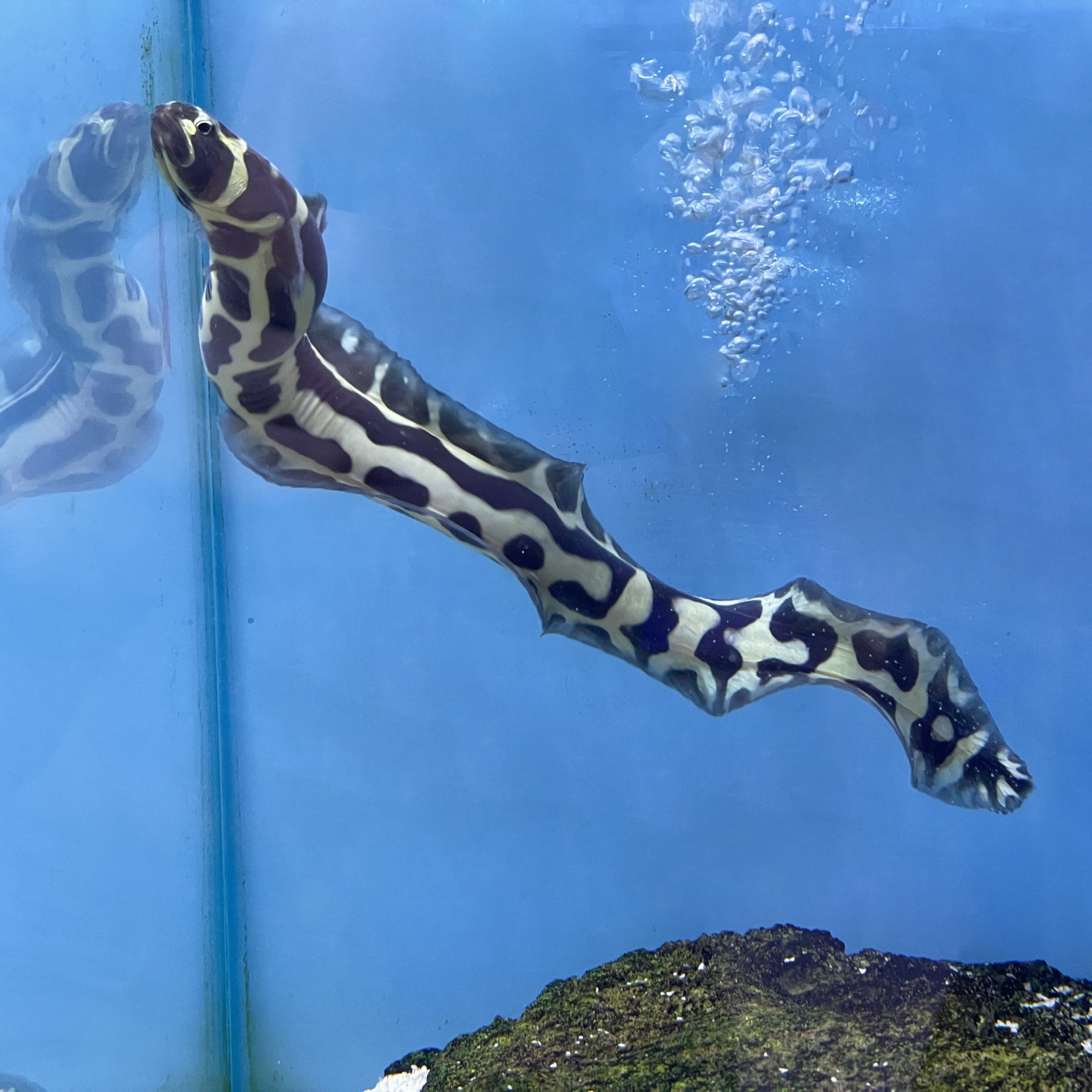 Adult Engineer Goby (Pholidichthys leucotaenia) – Essex Marine Aquatics