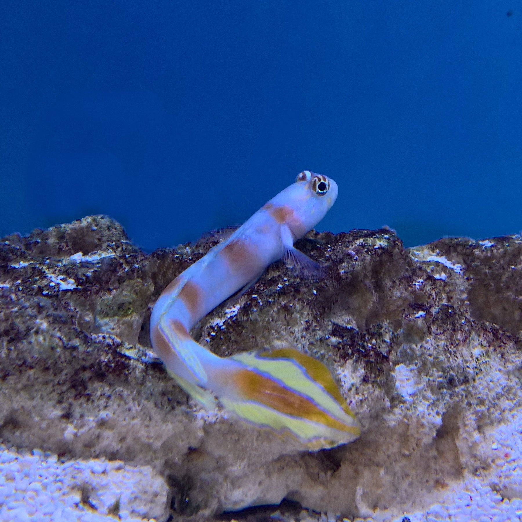 Flag Tail / Sunburst Goby (Amblyeleotris aurora) – Essex Marine Aquatics