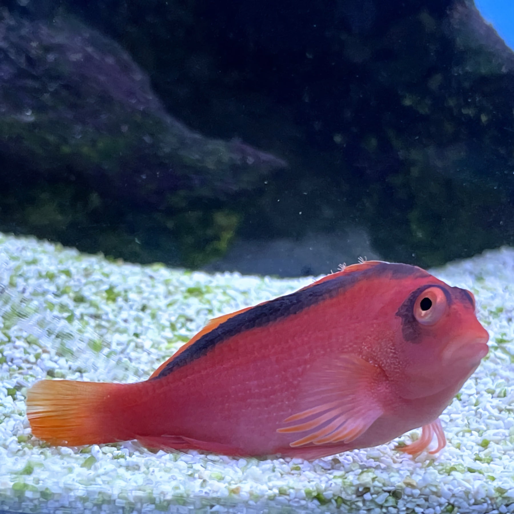 Scarlet Hawkfish / Flame Hawkfish (Neocirrhites armatus) – Essex Marine ...