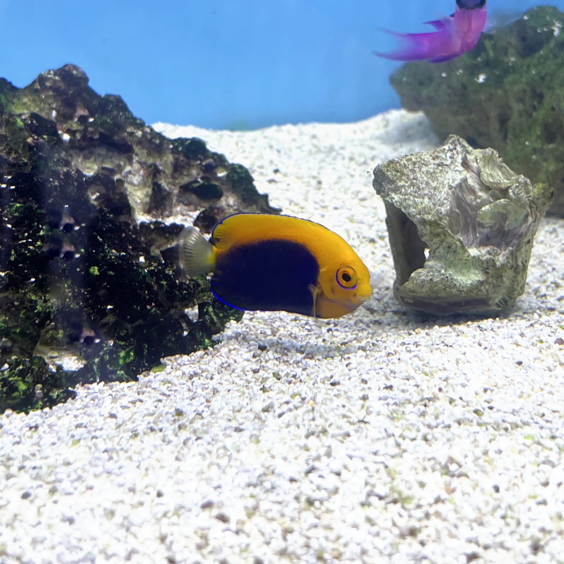 Flameback Pygmy Angelfish (Centropyge acanthops) – Essex Marine Aquatics