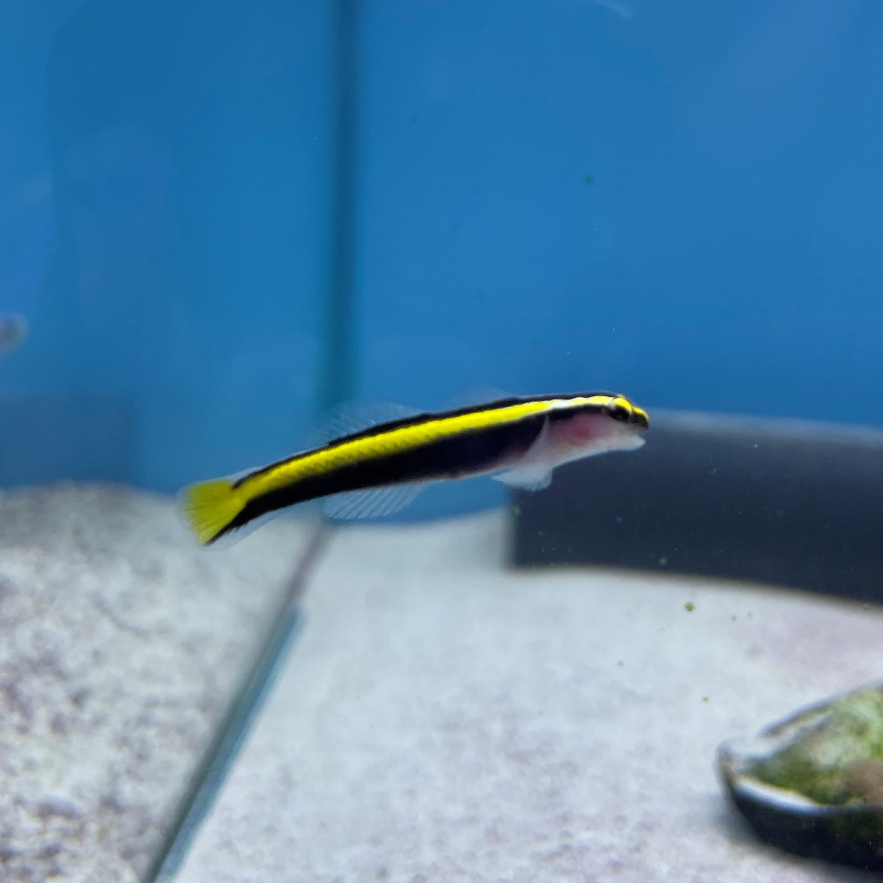 Gold Neon Goby (Elacatinus figaro) – Essex Marine Aquatics
