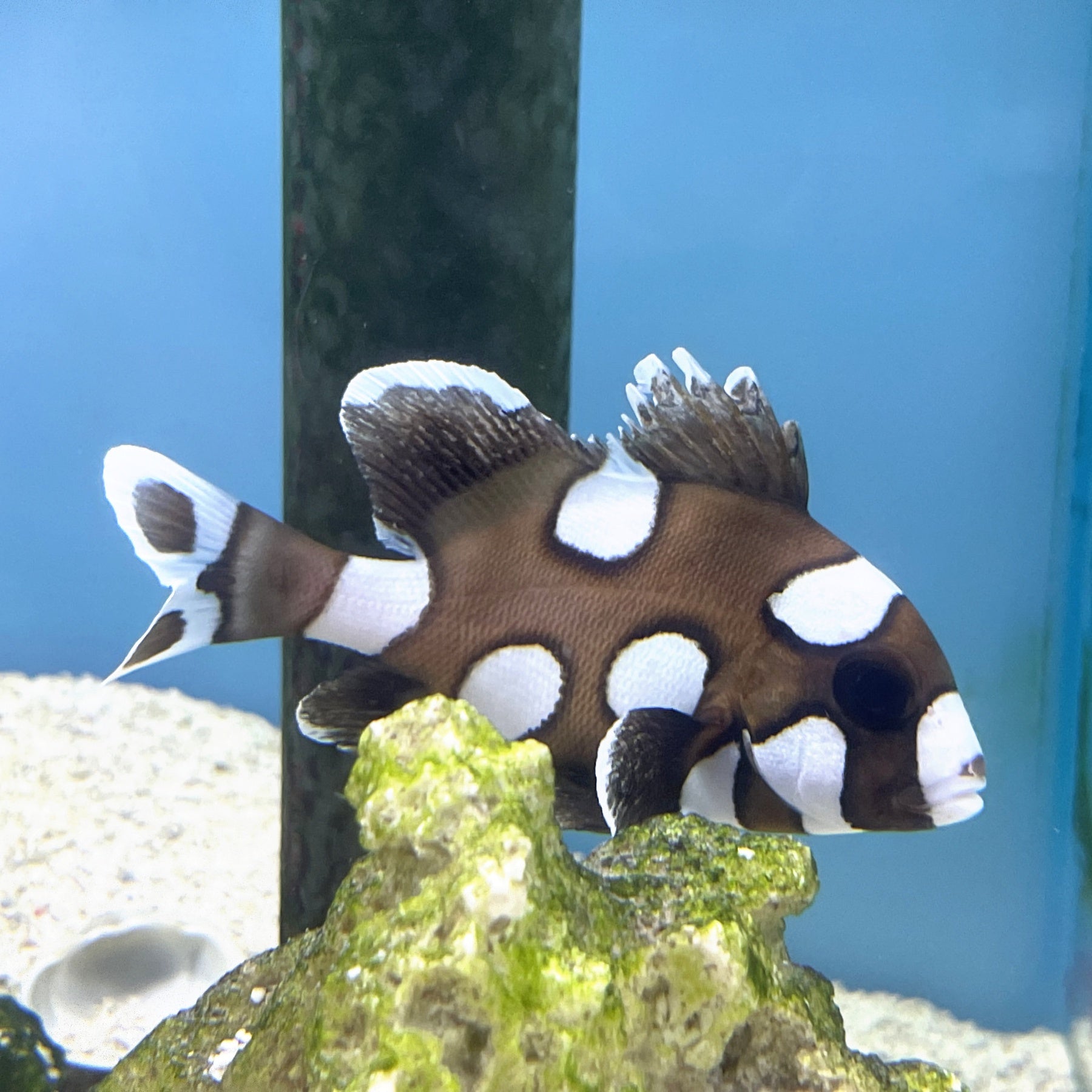 Harlequin Sweetlips (Plectorhinchus chaetodonoides) – Essex Marine Aquatics