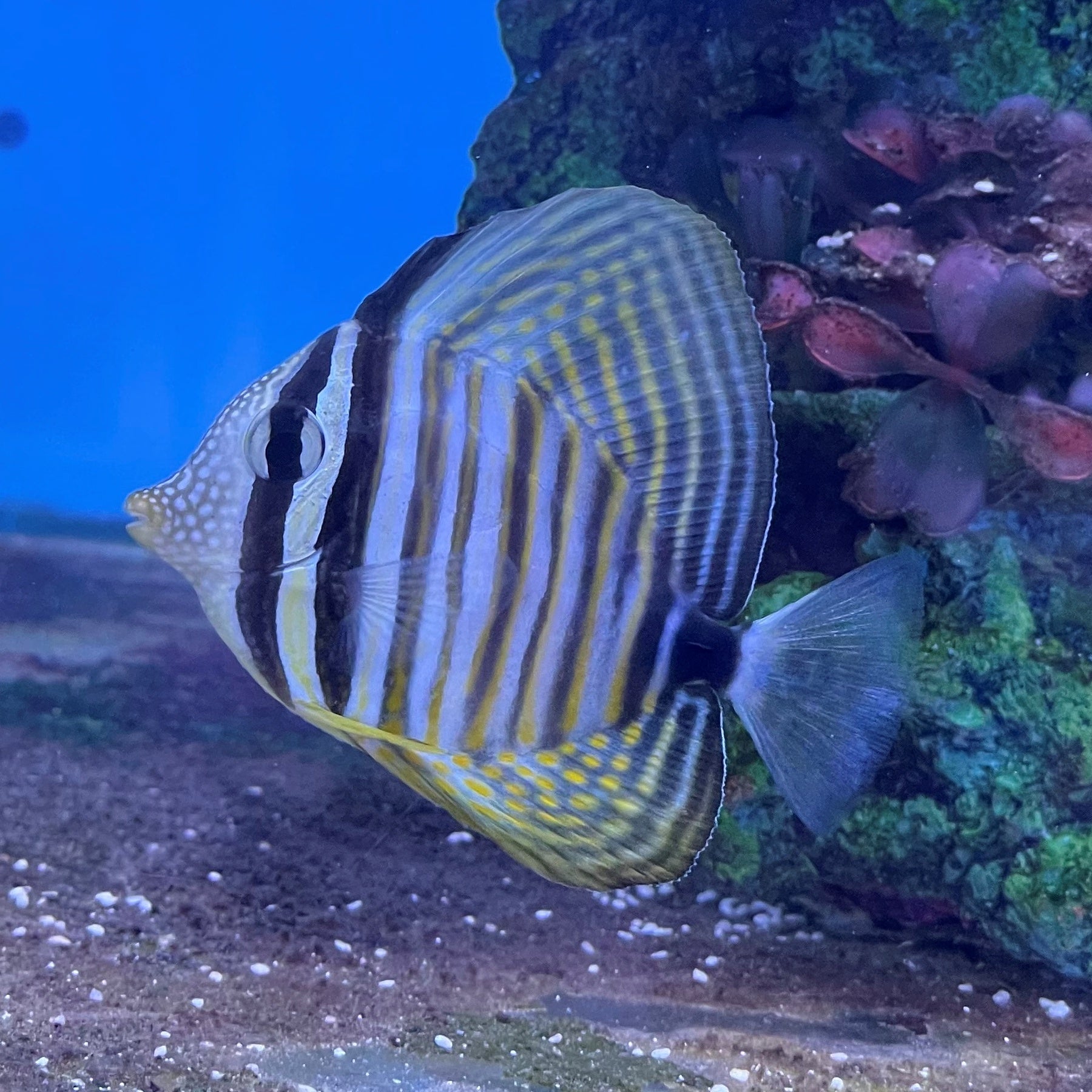 Indian Ocean Sailfin Tang (Zebrasoma desjardini) – Essex Marine Aquatics