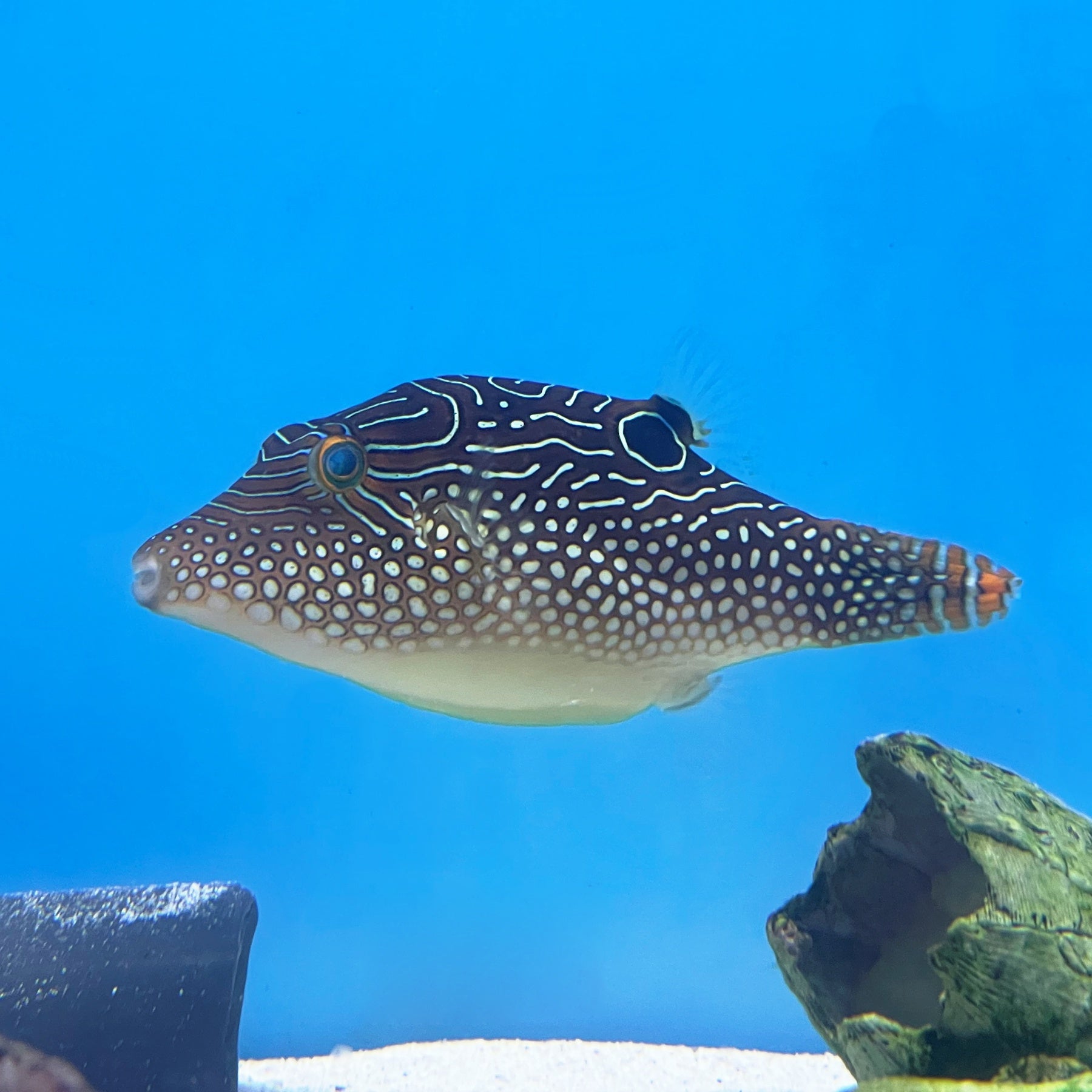 Jewel Pufferfish (Canthigaster solandri) – Essex Marine Aquatics
