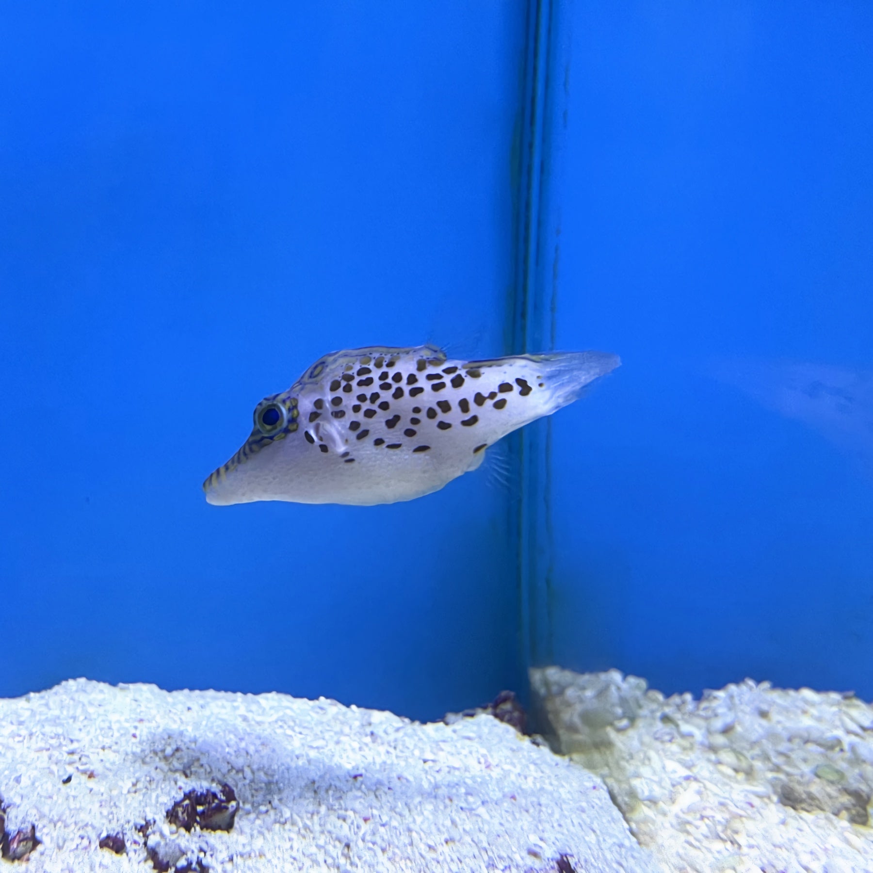 Leopard Pufferfish (Canthigaster leoparda) – Essex Marine Aquatics