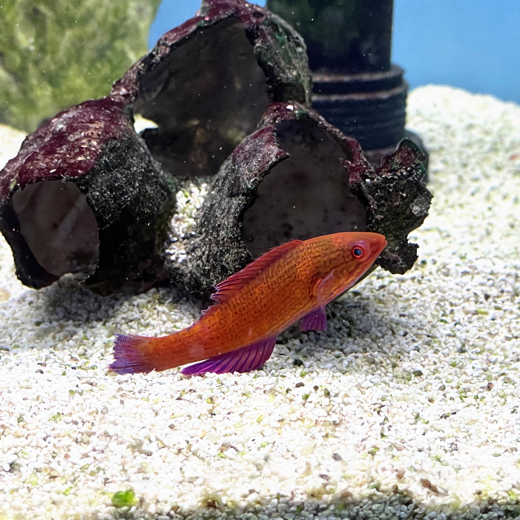 Linespot Flasher Wrasse (Paracheilinus lineopunctatus) – Essex Marine ...